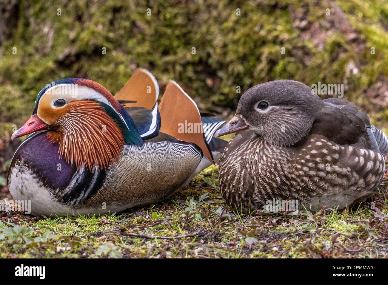 Mandarain hi-res stock photography and images - Alamy