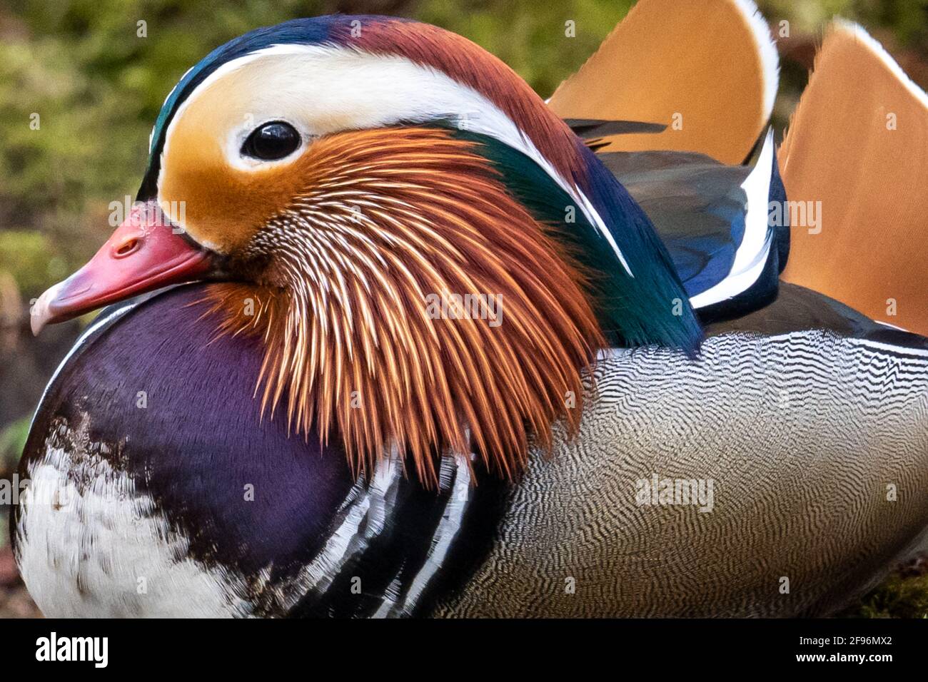 Mandarain hi-res stock photography and images - Alamy