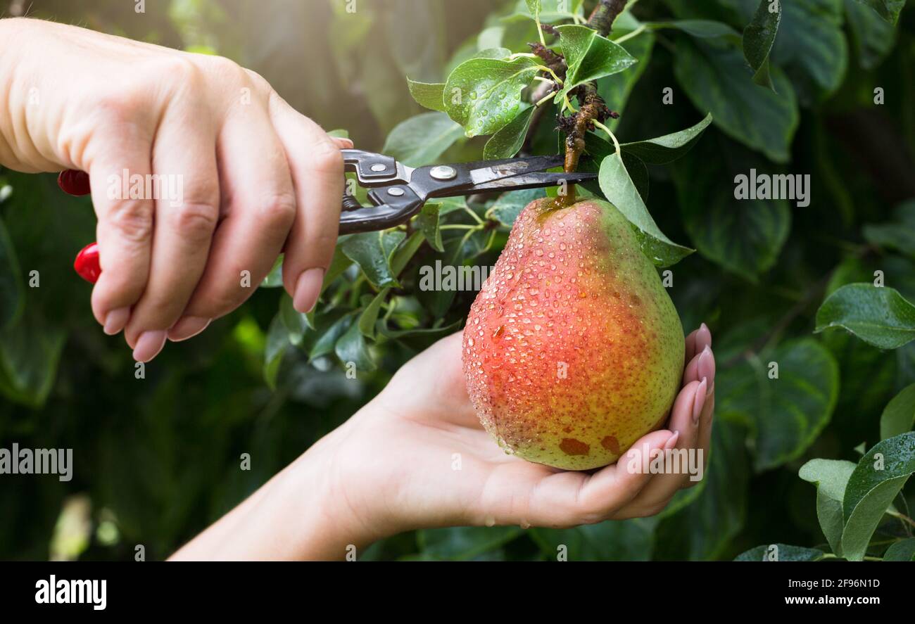Harvesting fruits hi-res stock photography and images - Alamy