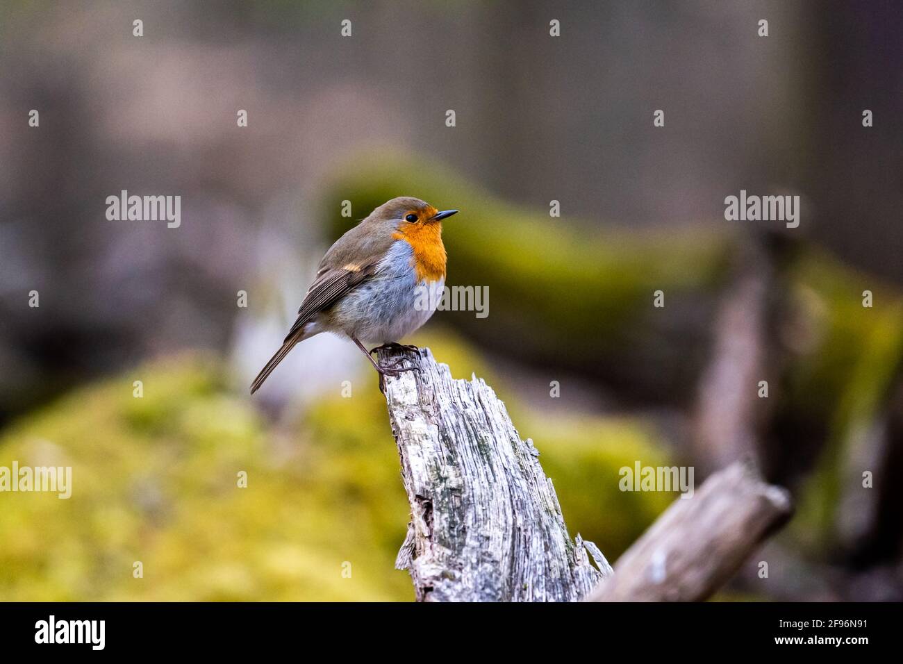 Redrobin hi-res stock photography and images - Alamy