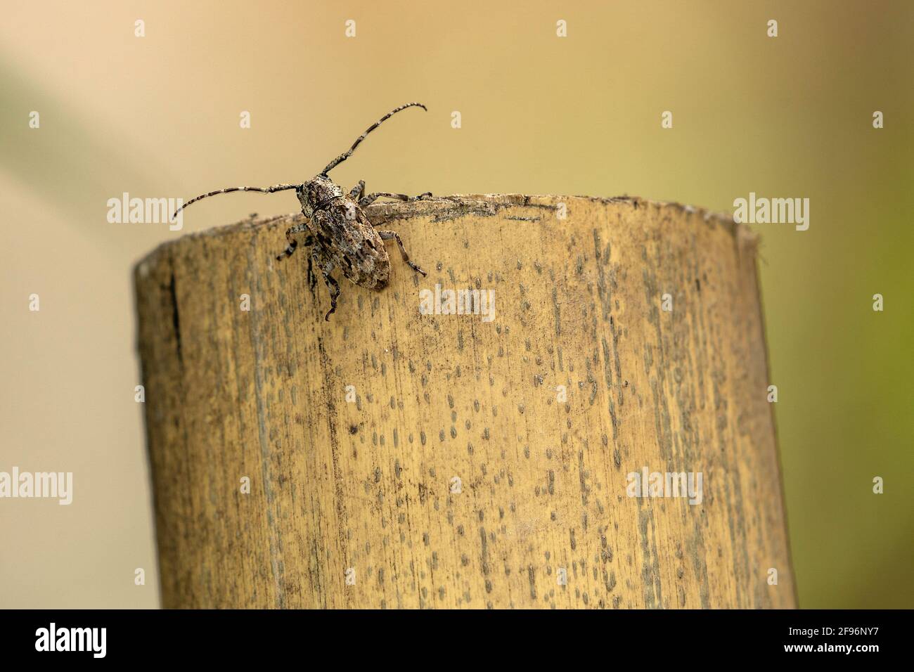 Longhorn beetle in Zanzibar, Tanzania Stock Photo - Alamy
