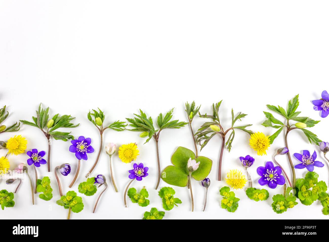 Composition of forest flowers made with wind-flower, hepatica ...
