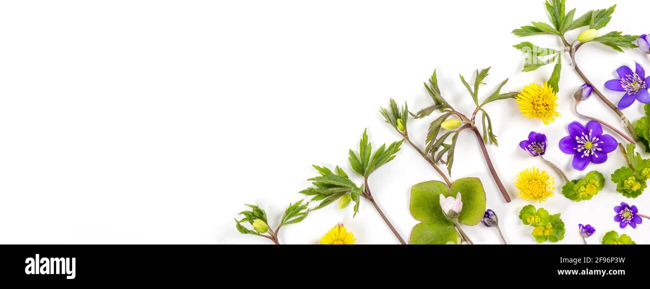 Composition of forest flowers made with wind-flower, hepatica ...