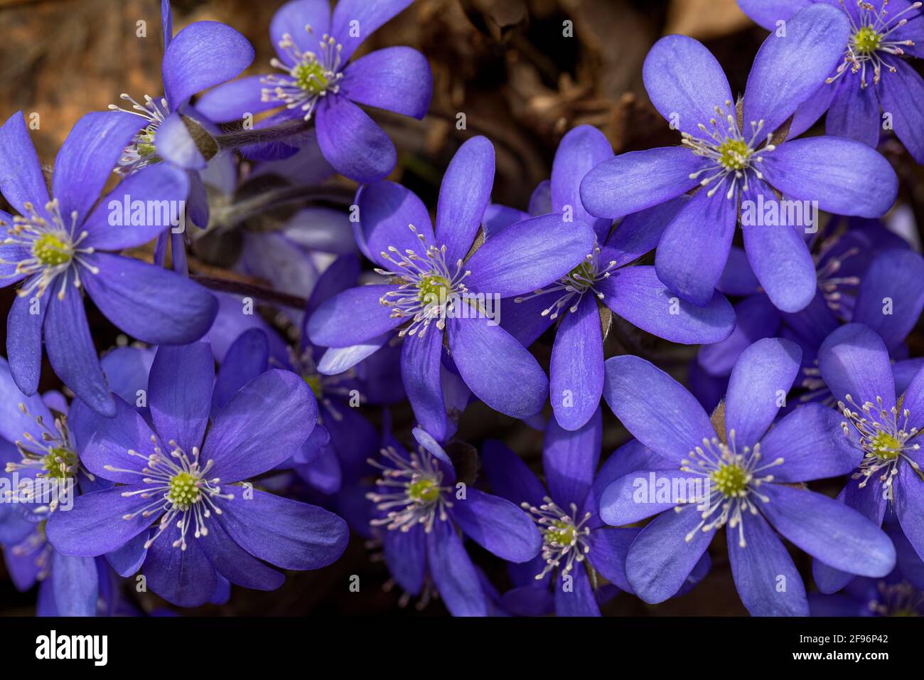 Violet Hepatica nobilis, first spring flowers in the blurred background ...