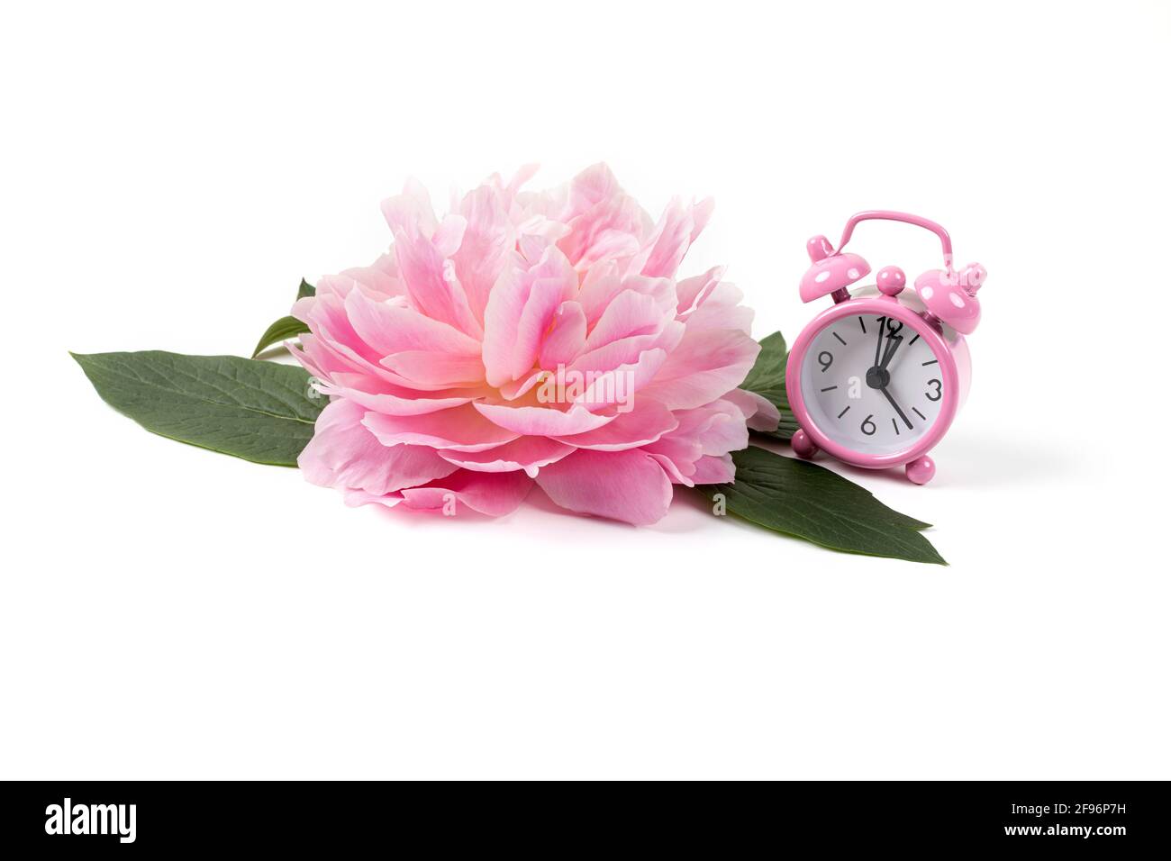 Pink peony flower and alarm clock isolated on white background. Closeup ...