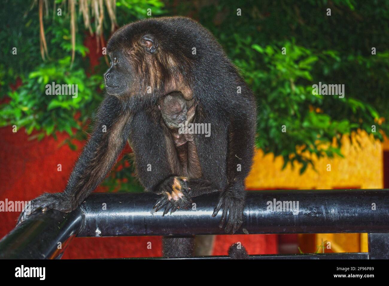 Mother and baby howler Stock Photo - Alamy