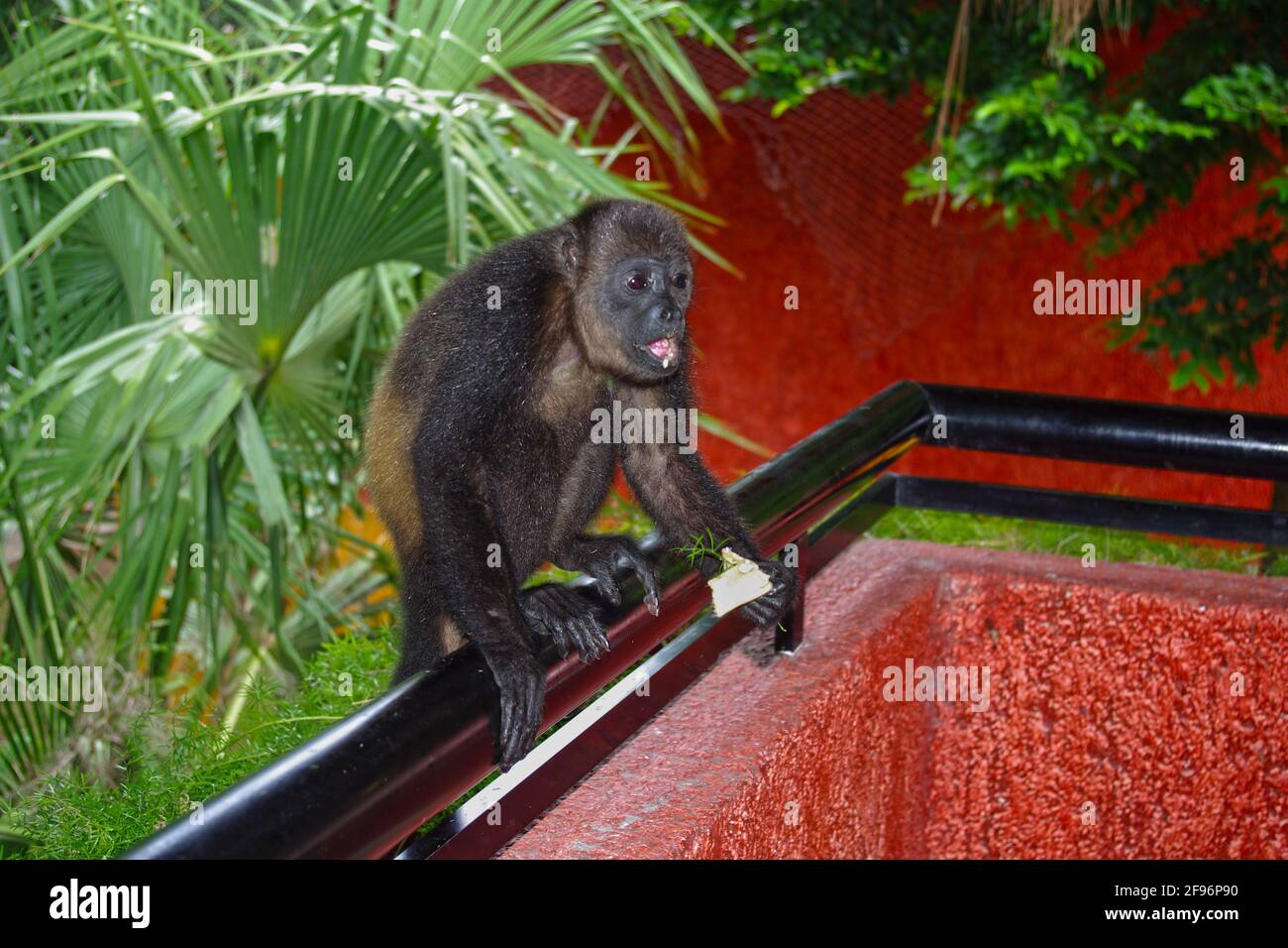 Young Howler Monkey Stock Photo - Alamy