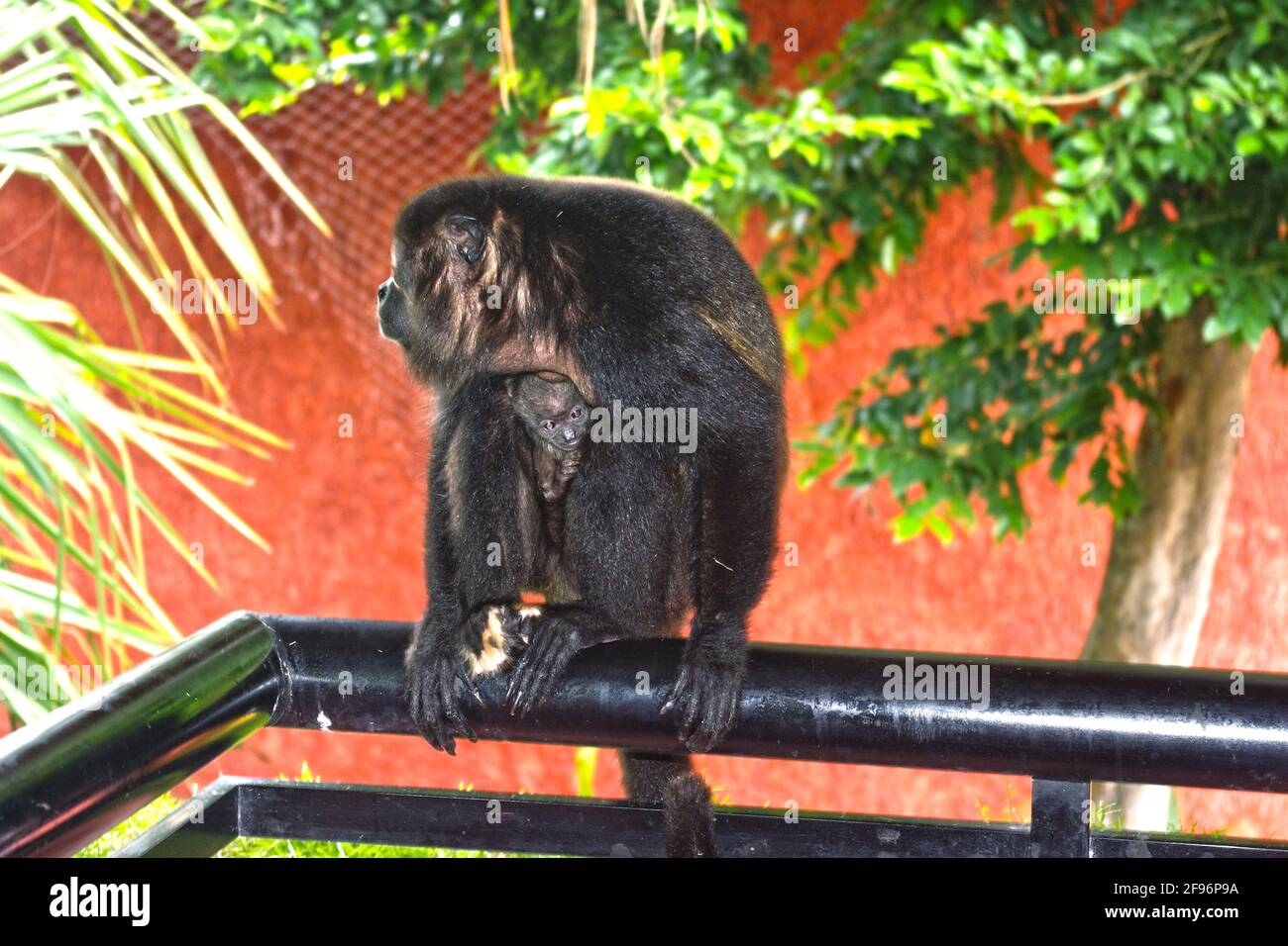 Mother and baby howler monkey Stock Photo - Alamy