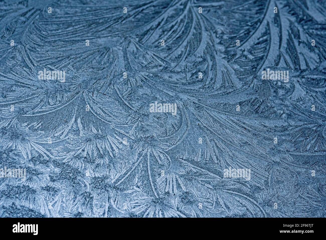 Ice and flowers hi-res stock photography and images - Alamy