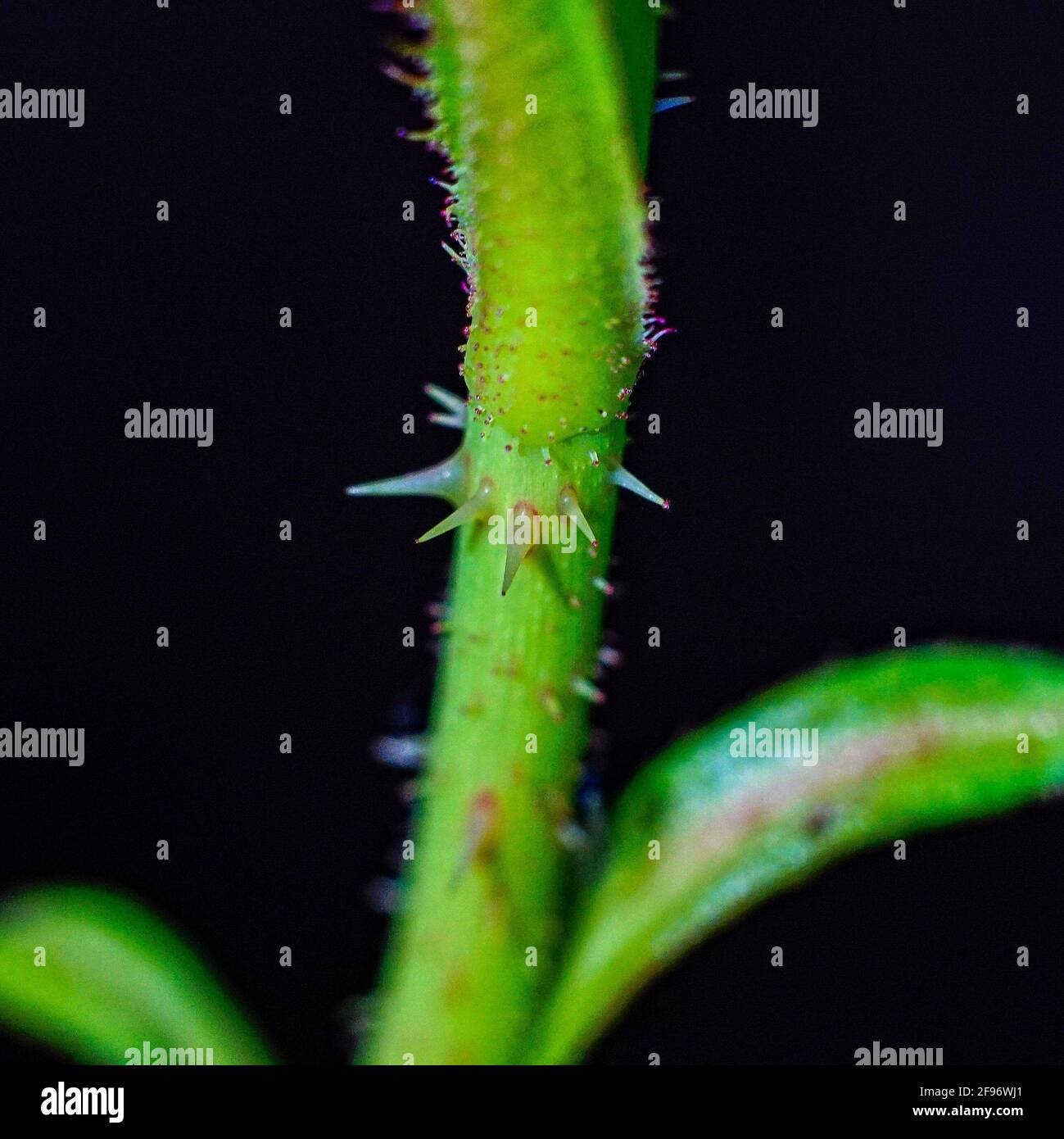 Closeup shot of a green prickly stem isolated on black background Stock ...