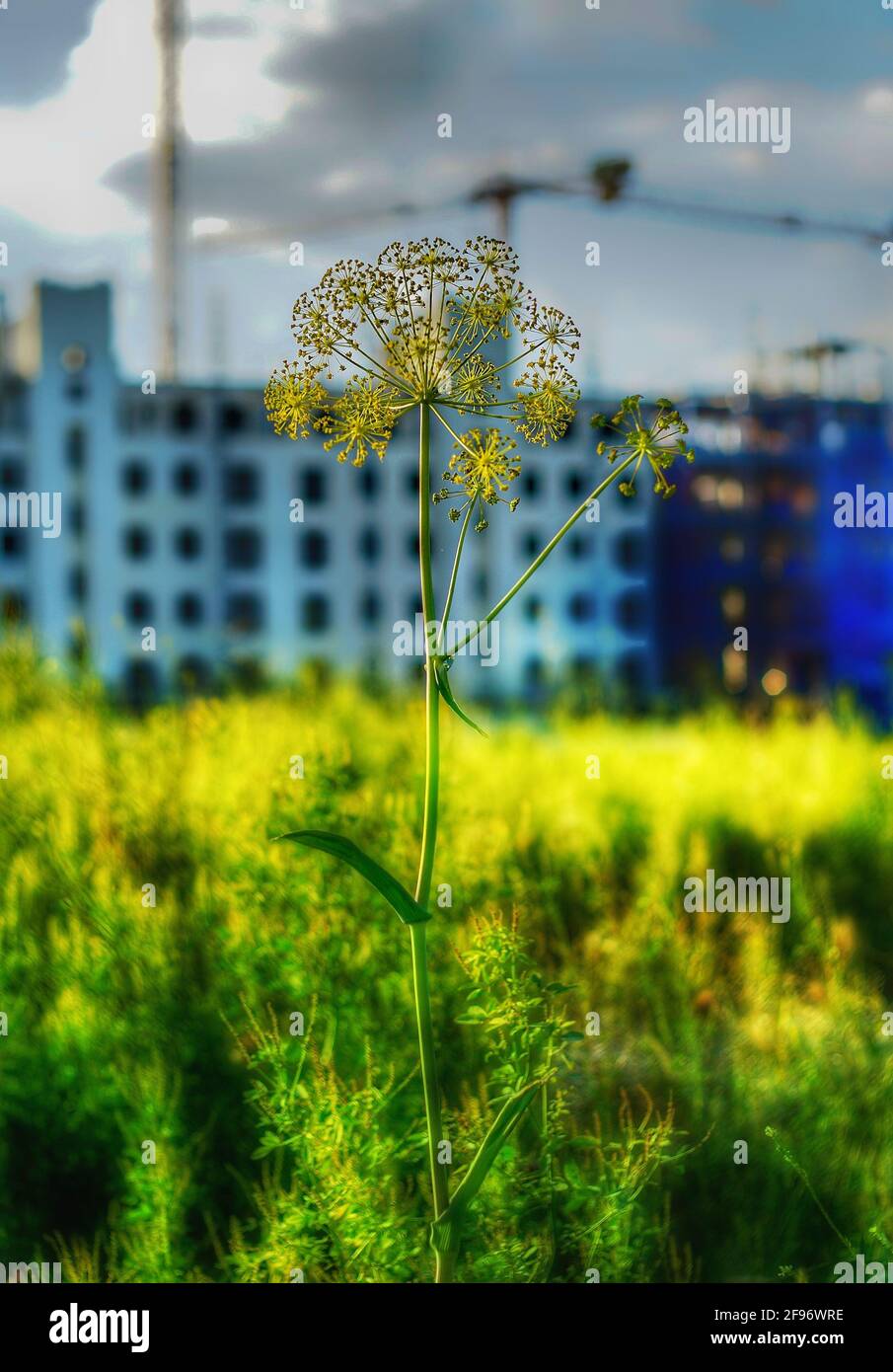 Selective focus shot of a cow parsnip on blurred buildings background ...