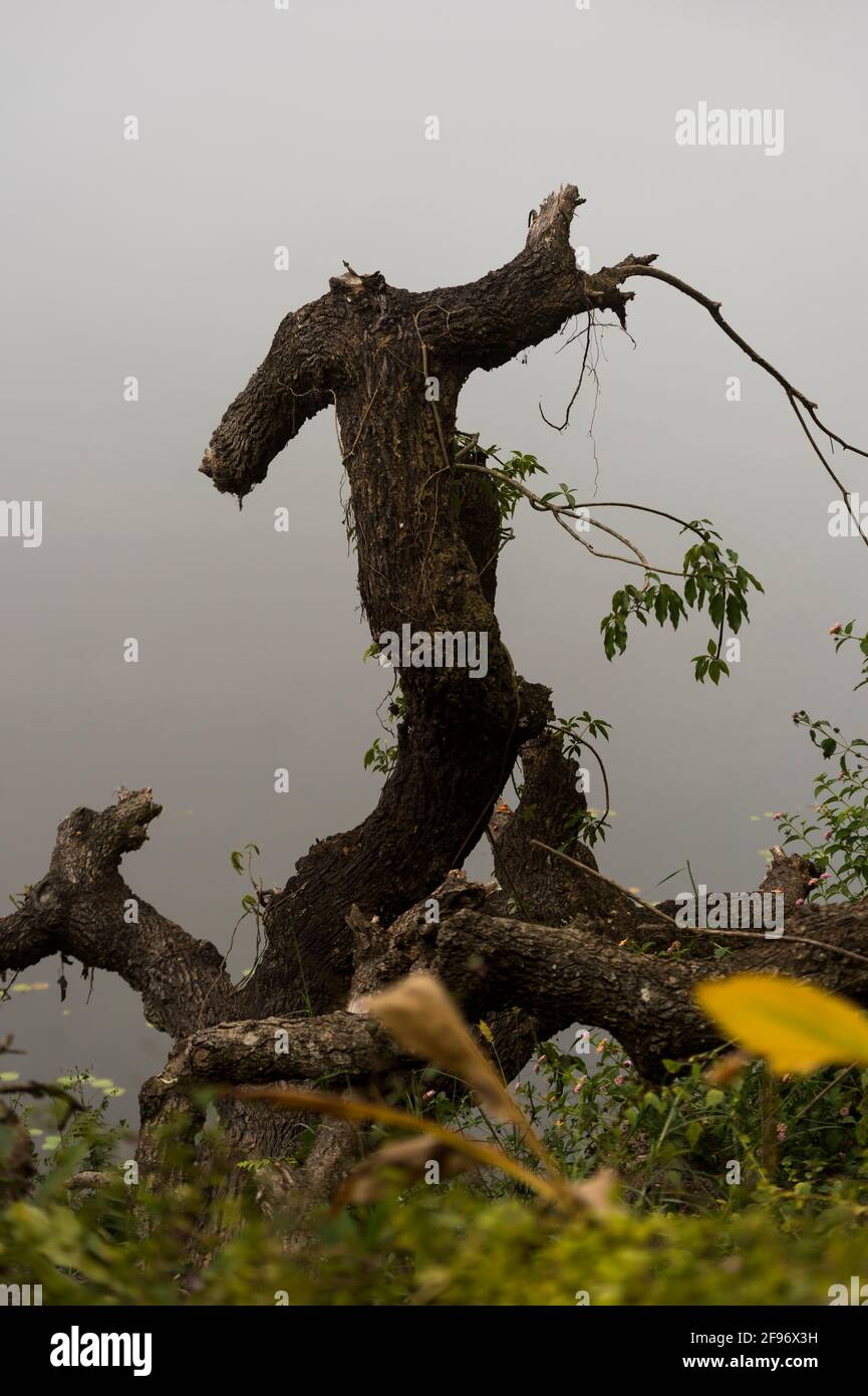 Rupa hi-res stock photography and images - Alamy