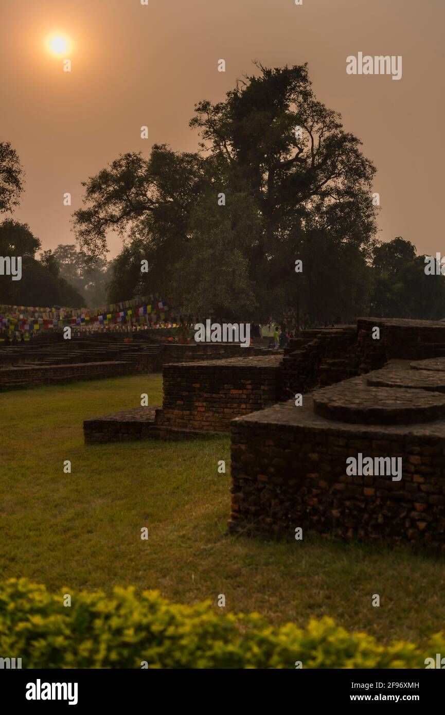 the holy garden, the pipal tree Stock Photo - Alamy