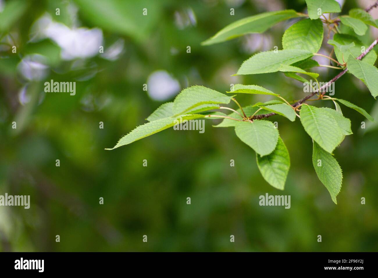 Growing tree light branch hi-res stock photography and images - Alamy