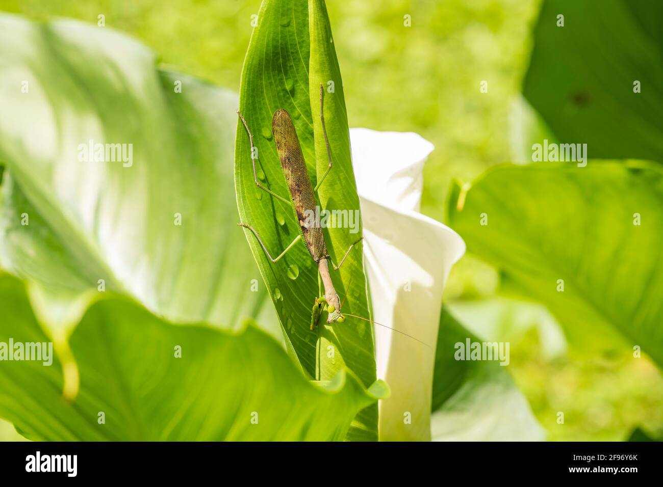 Mantis on a leaf hi-res stock photography and images - Alamy