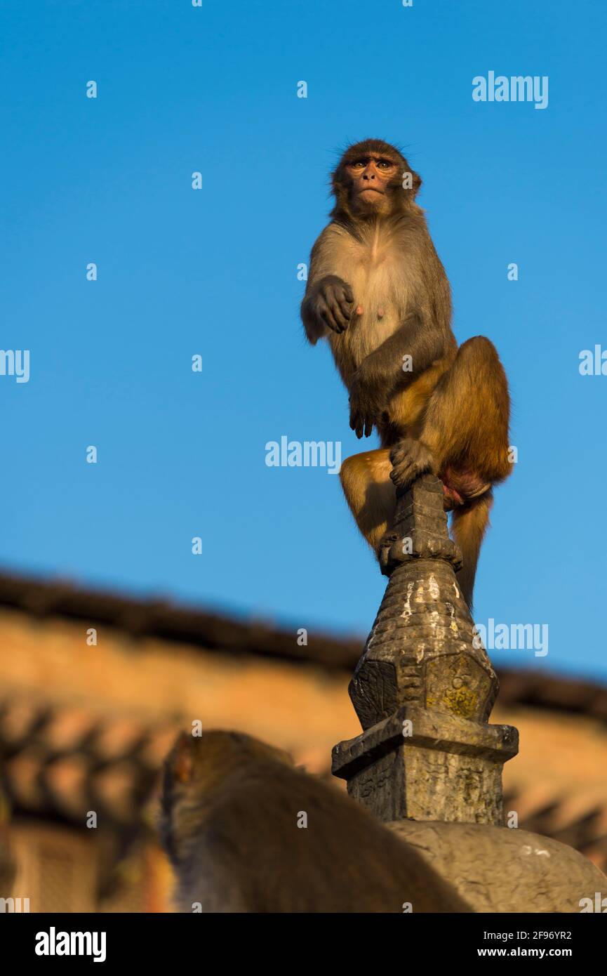 Monkey temples hi-res stock photography and images - Alamy