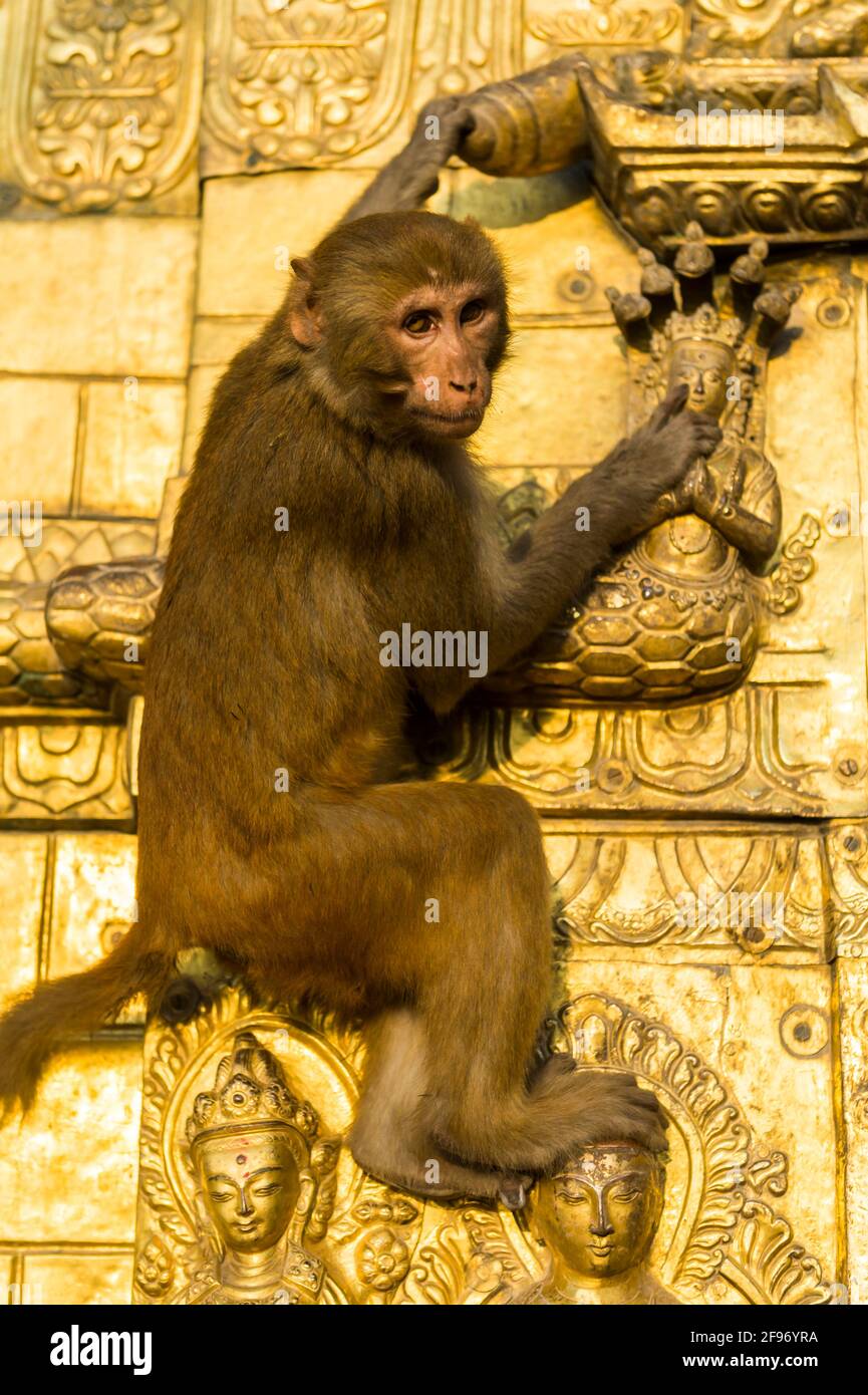 the monkey temple Swayambhunath stupa Stock Photo - Alamy