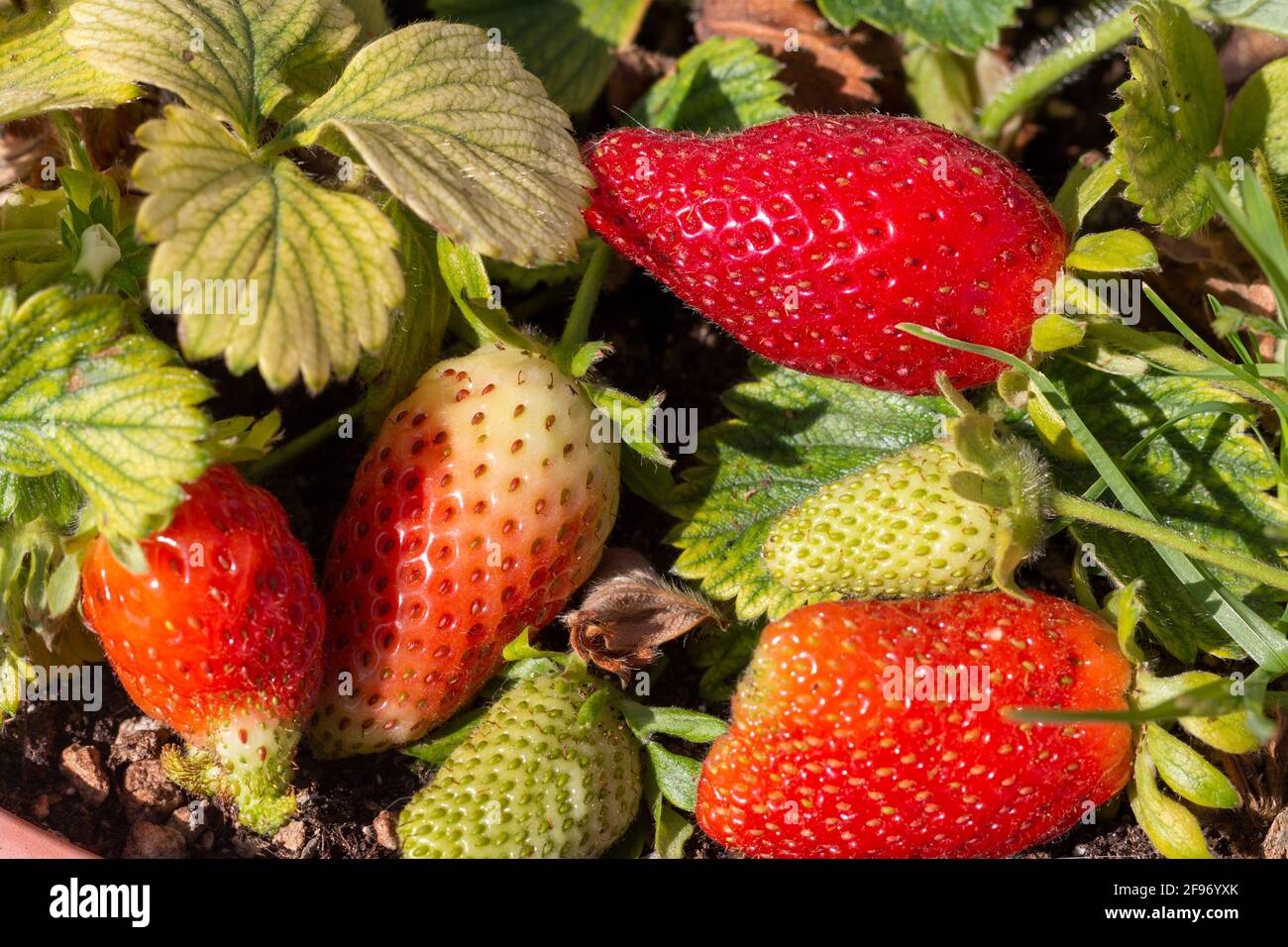 Strawberry strawberries spain spanish hi-res stock photography and ...