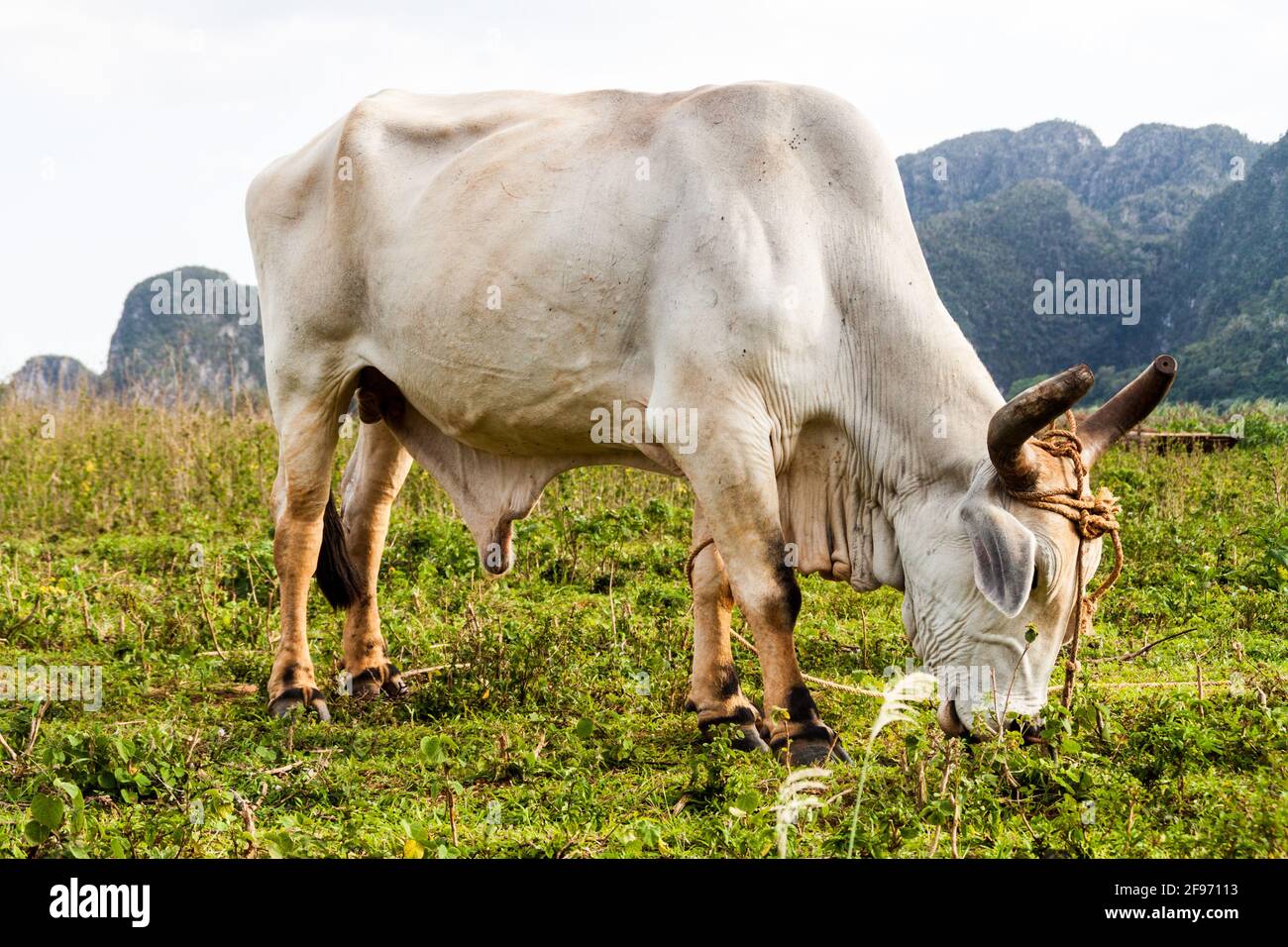 Zebu ranch hi-res stock photography and images - Alamy