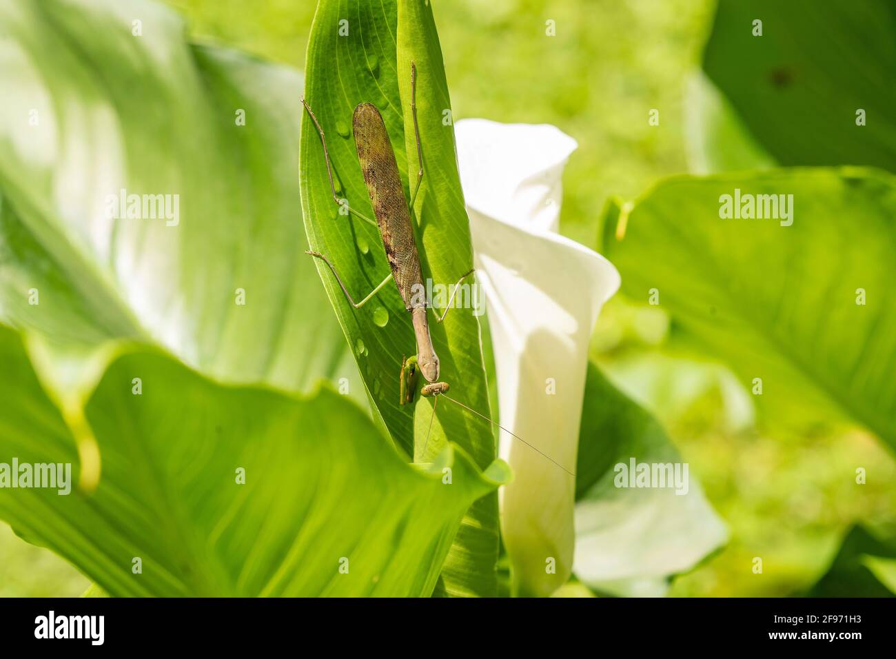 Flag Mantis on a leaf hunting in Arusha, Tanzania Stock Photo - Alamy