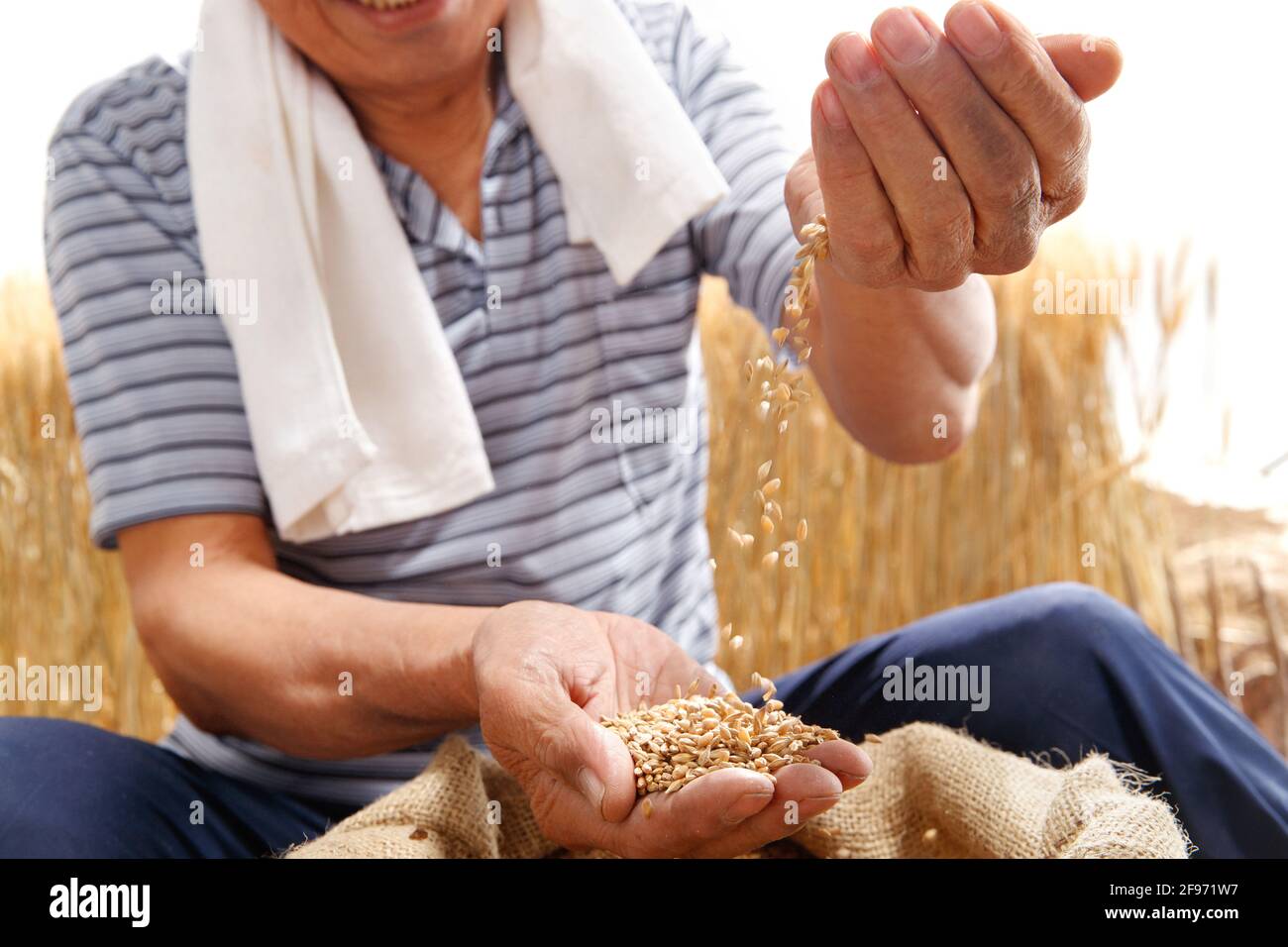 Wheat farmers with the hand holding Stock Photo - Alamy