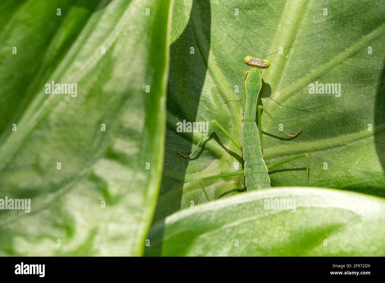 Mantis tanzania hi-res stock photography and images - Alamy