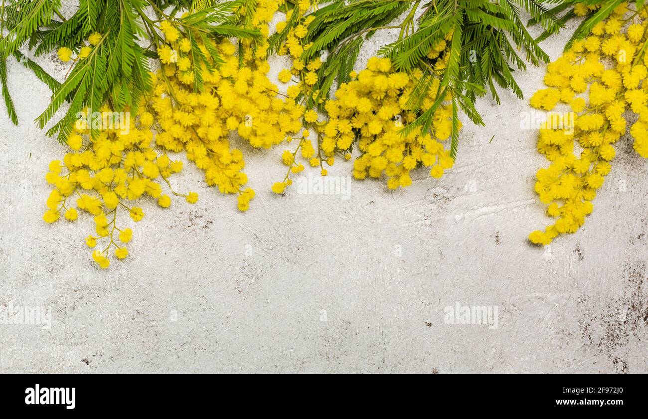 Flat lay banner with branch of yellow mimosa flower Stock Photo - Alamy