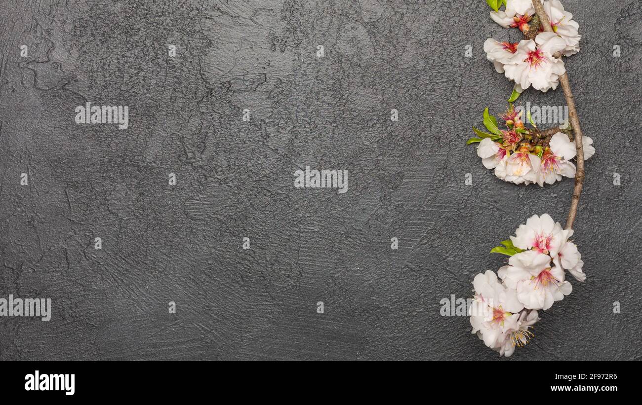 spring background with fresh flower on black background Stock Photo - Alamy