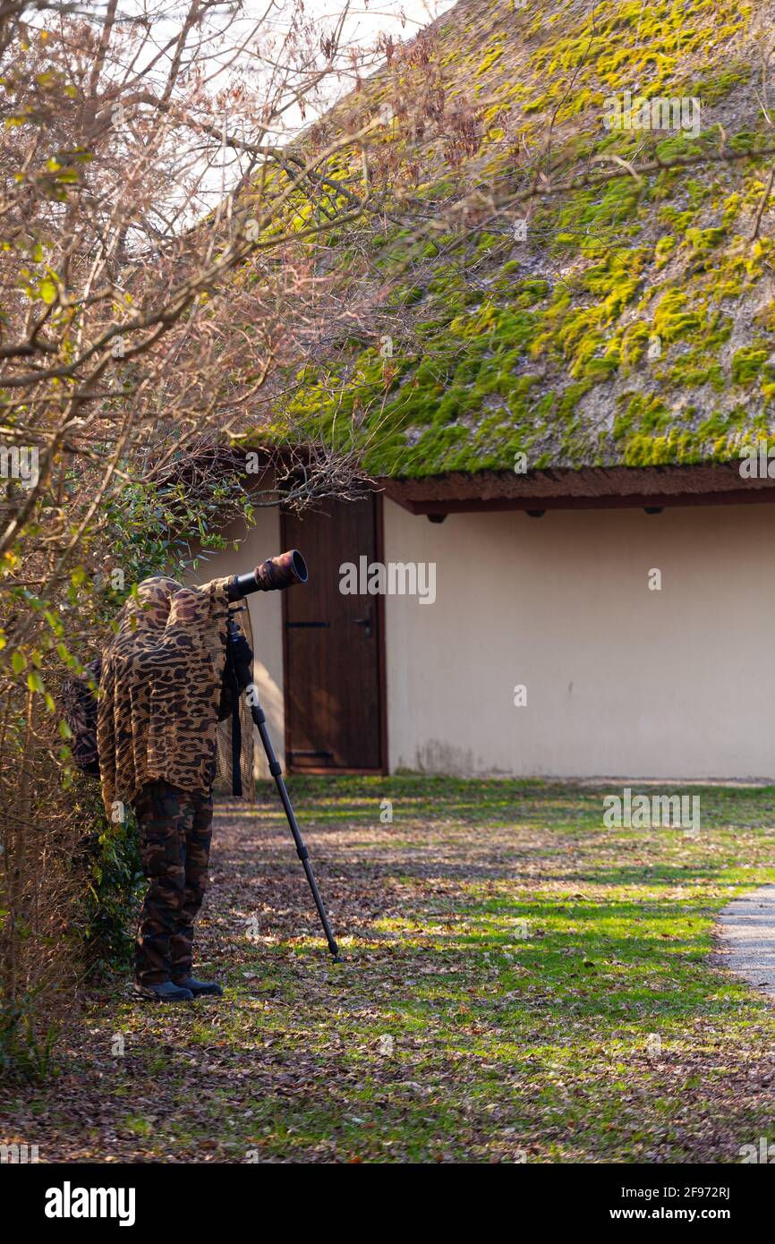 Bird photographer wearing camouflage cape take photos with a camera and ...