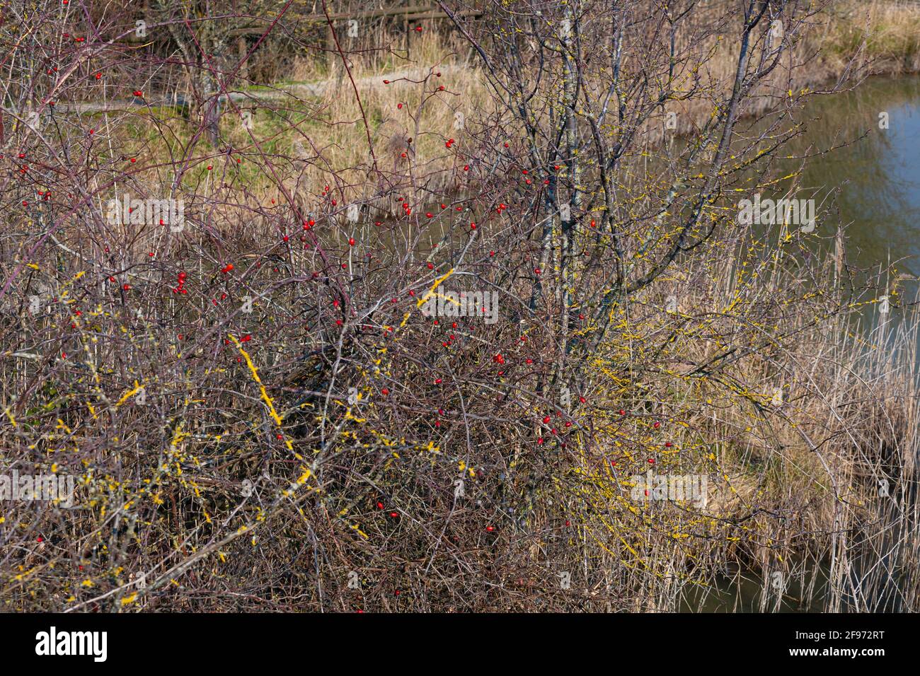 Big swamp reserve hi-res stock photography and images - Alamy