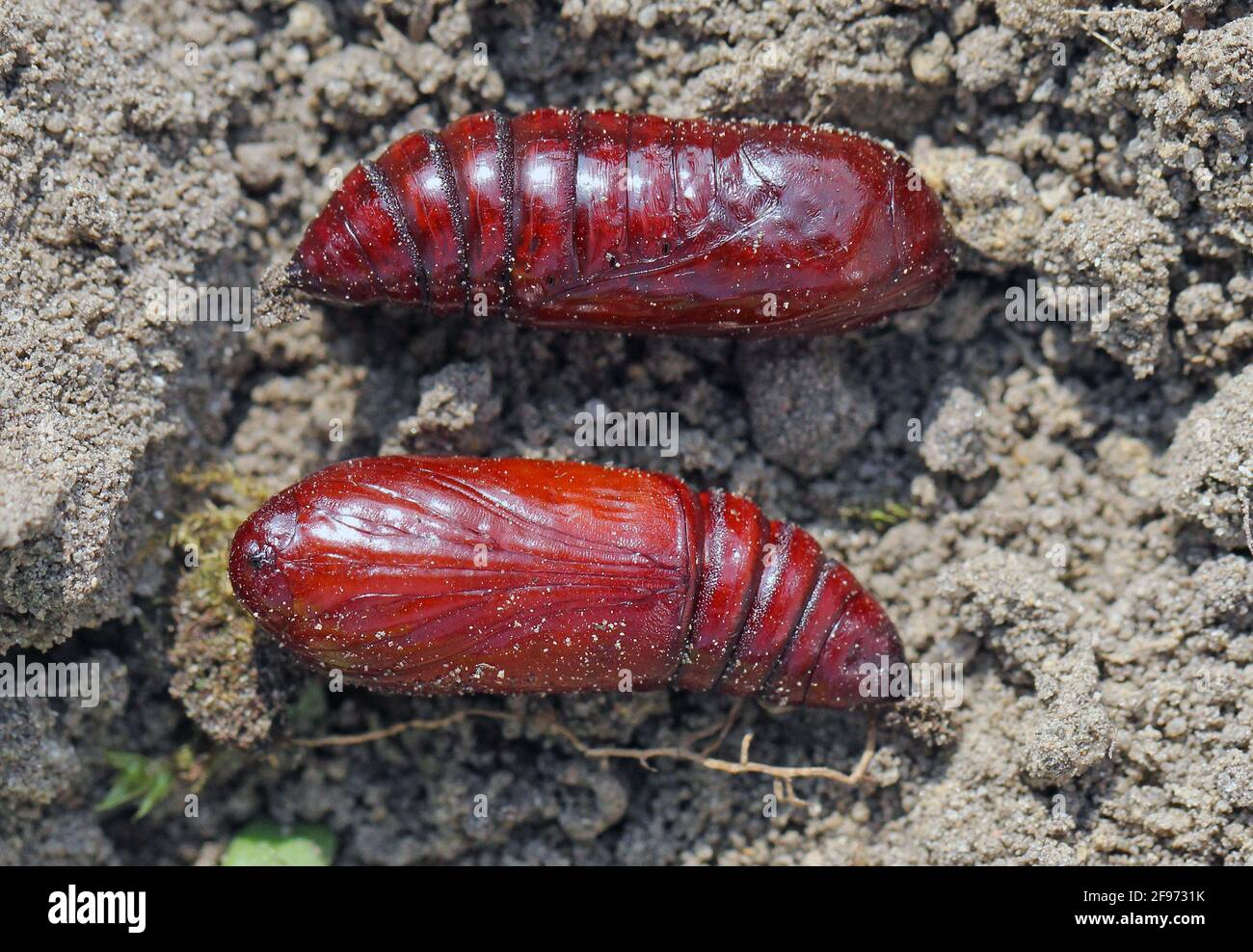 Pupa of the large yellow underwing (Noctua pronuba). It is a moth from ...