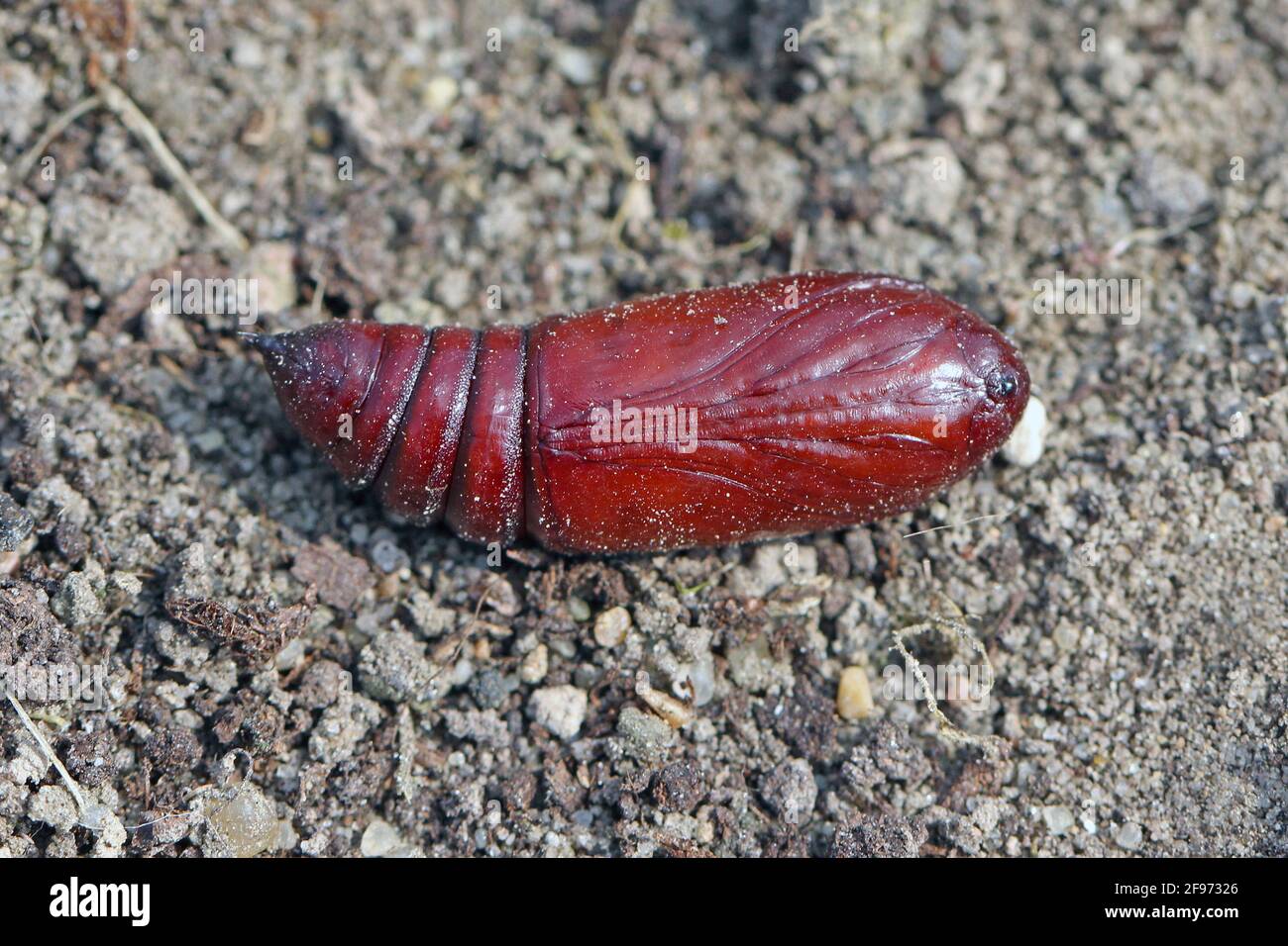 Pupa of the large yellow underwing (Noctua pronuba). It is a moth from ...