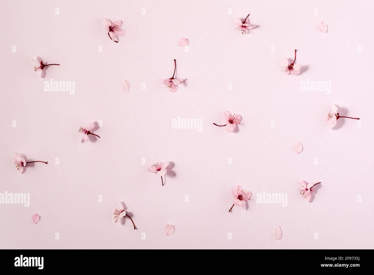 spring background with fresh flower on pink background Stock Photo - Alamy