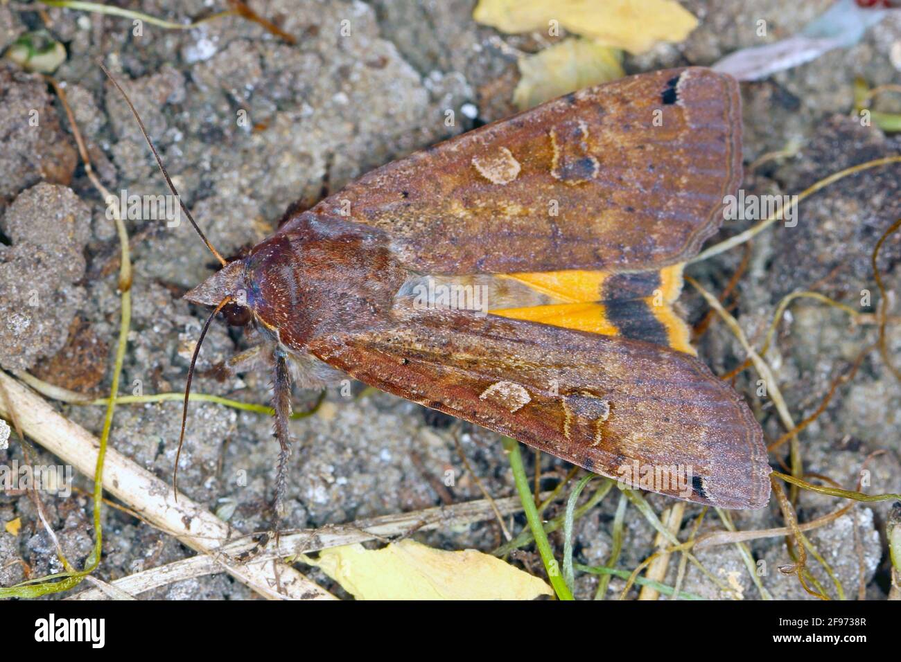 The large yellow underwing (Noctua pronuba) is a moth from the family ...