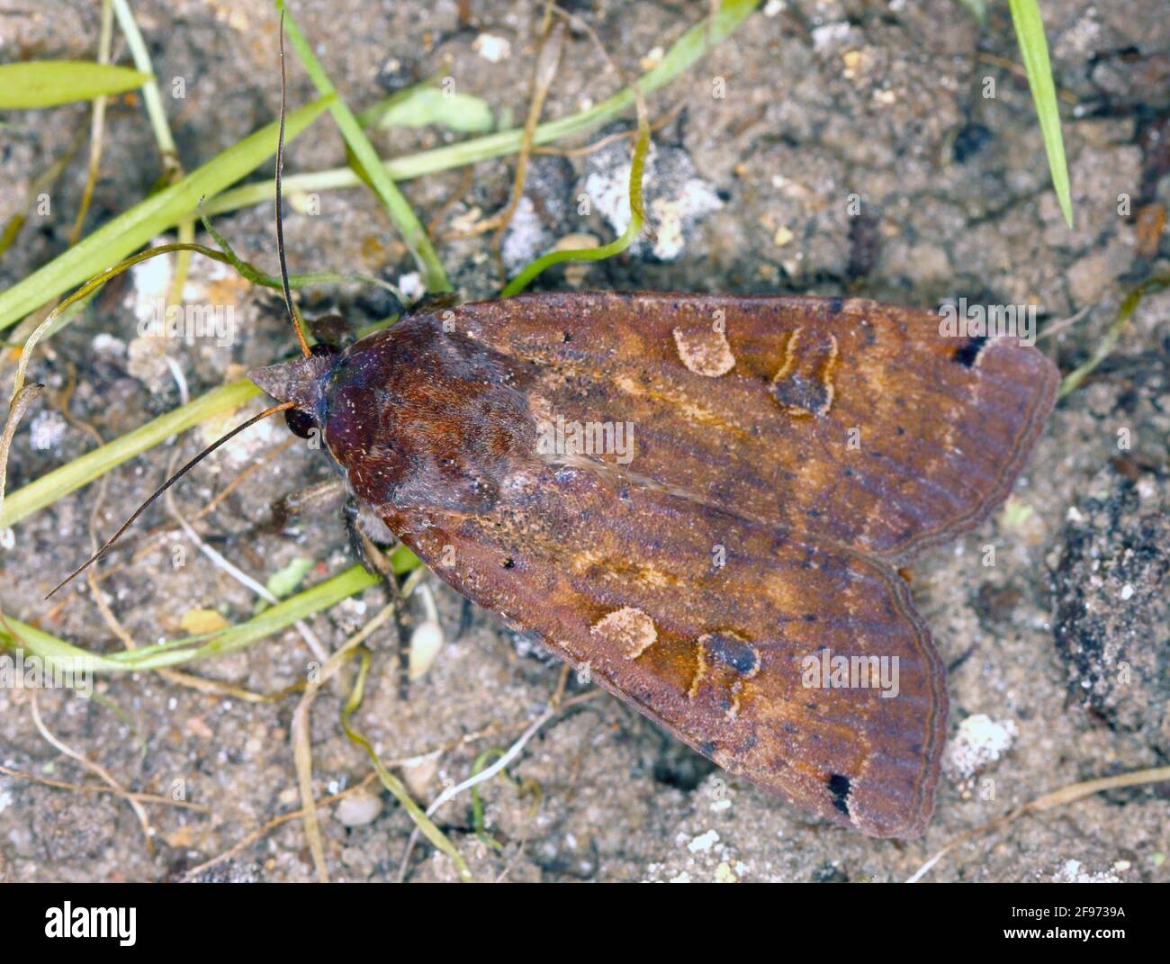 The large yellow underwing (Noctua pronuba) is a moth from the family ...