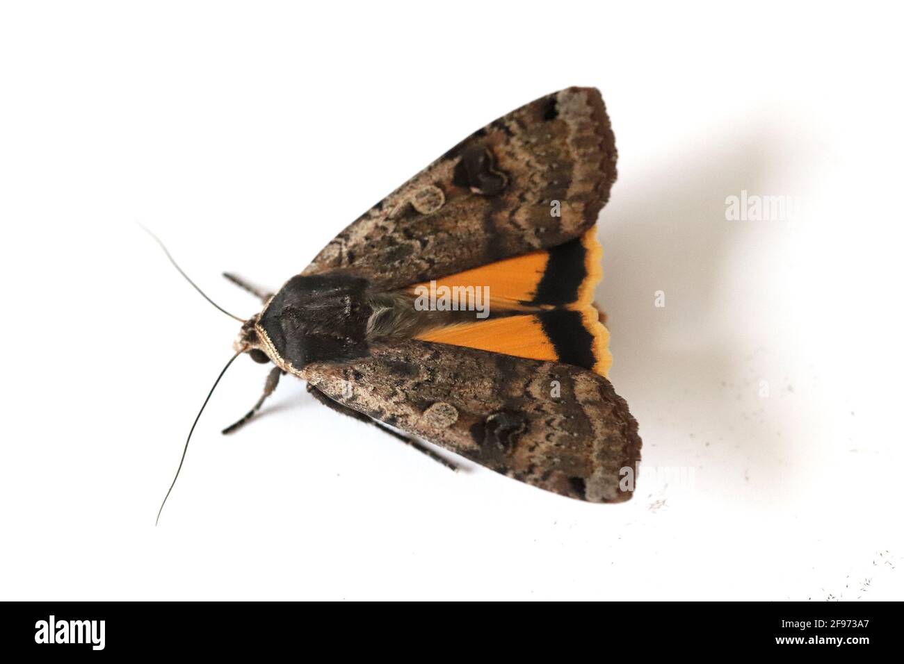 Male The large yellow underwing (Noctua pronuba) is a moth from the ...