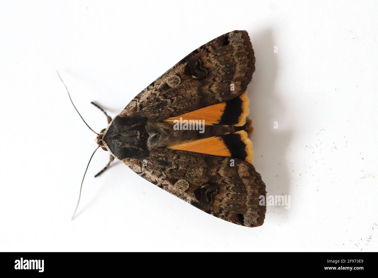 Male The large yellow underwing (Noctua pronuba) is a moth from the ...