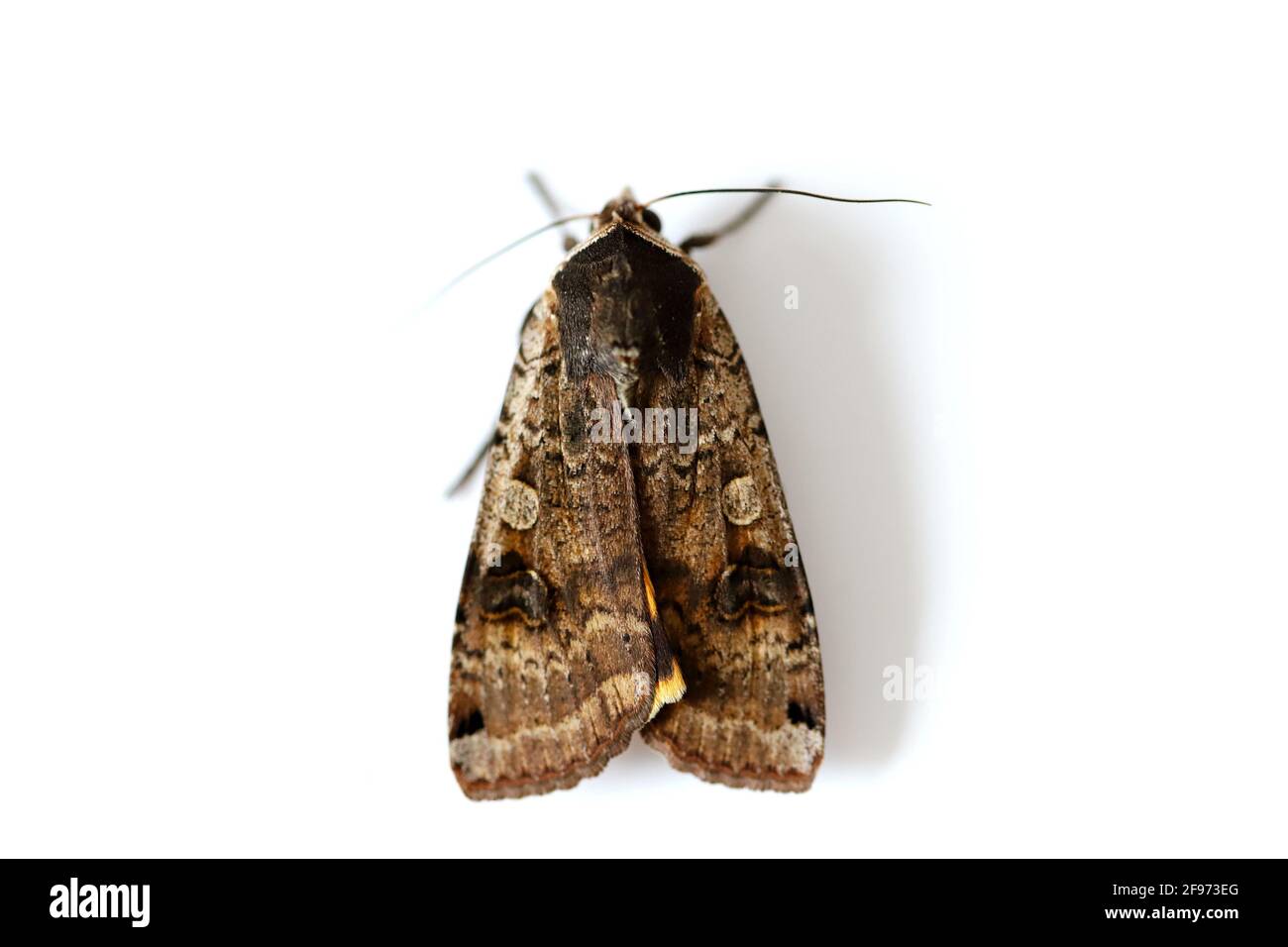 Male The large yellow underwing (Noctua pronuba) is a moth from the ...