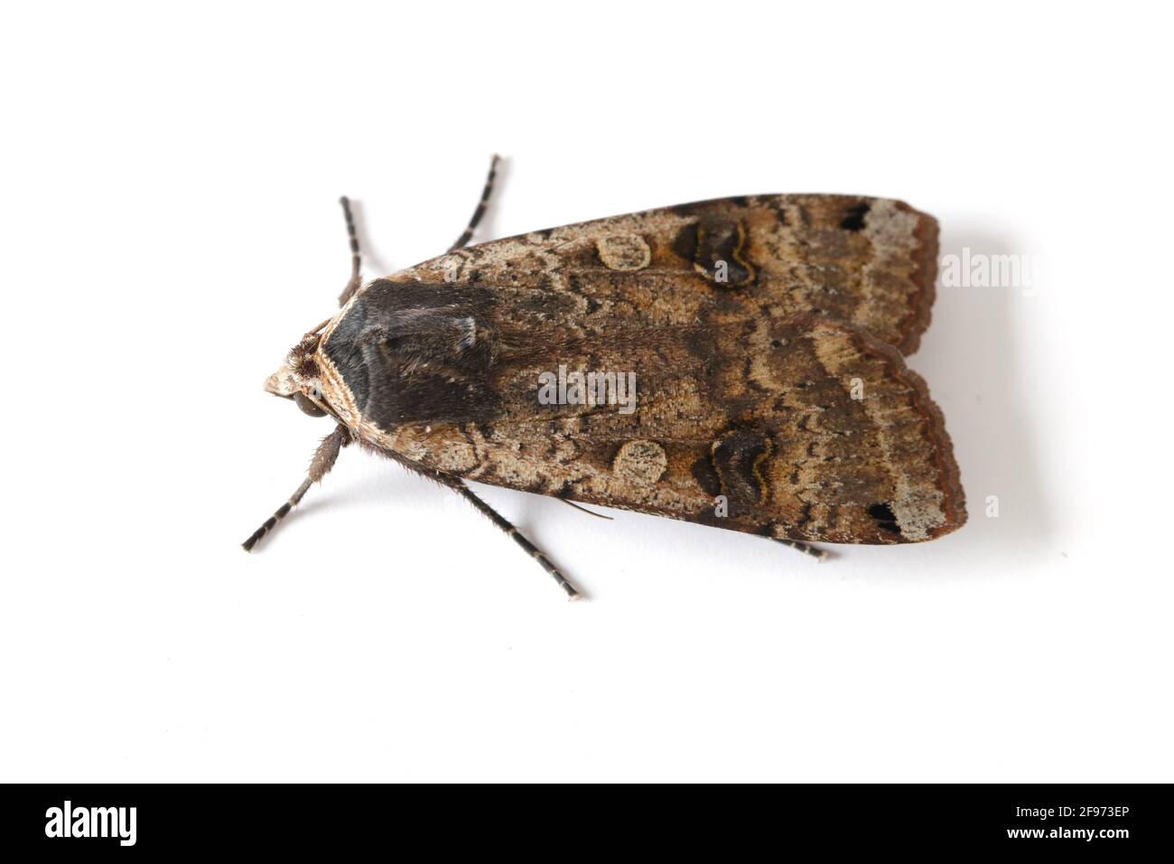 Male The large yellow underwing (Noctua pronuba) is a moth from the ...