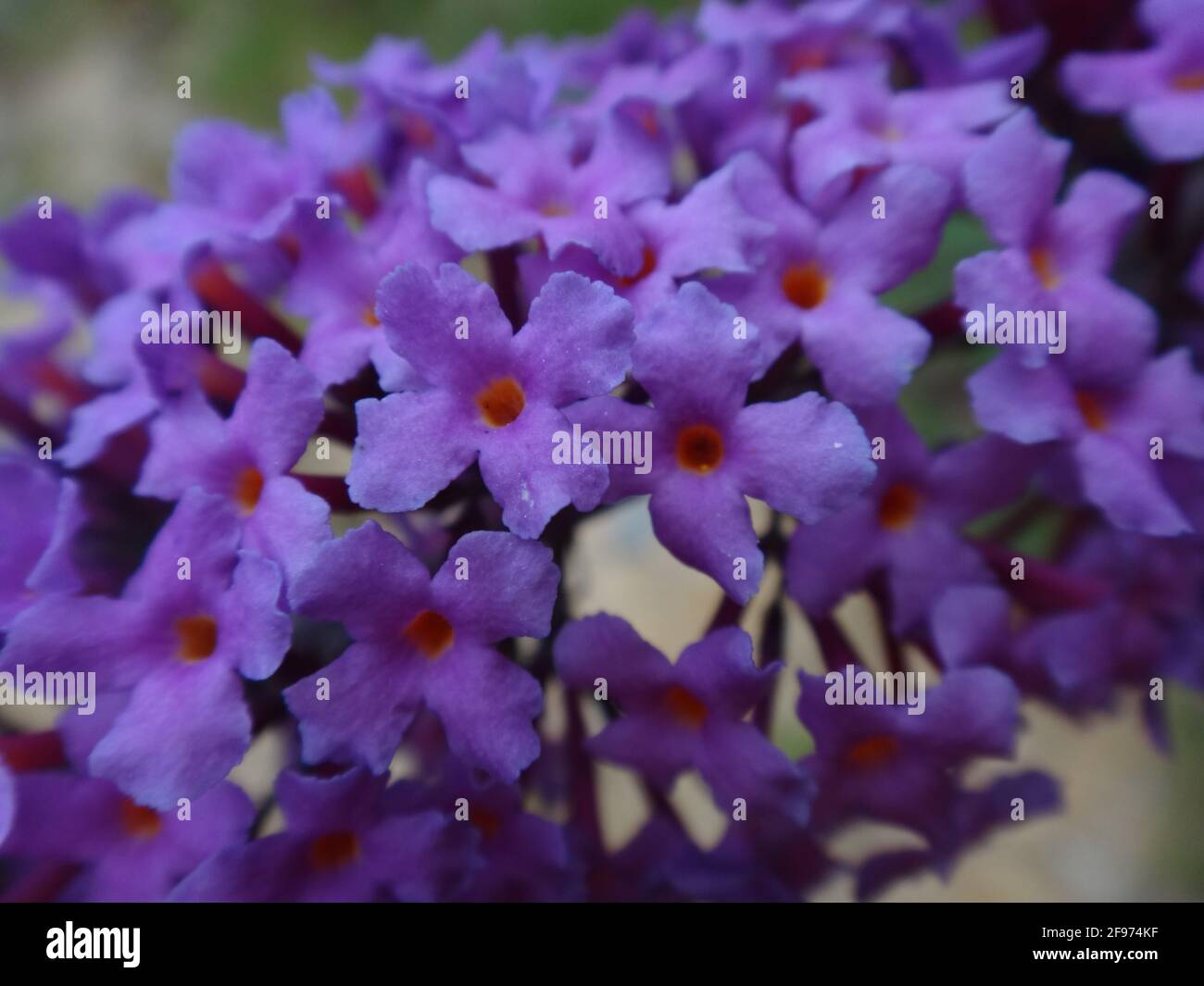 Guaria morada flower hi-res stock photography and images - Alamy
