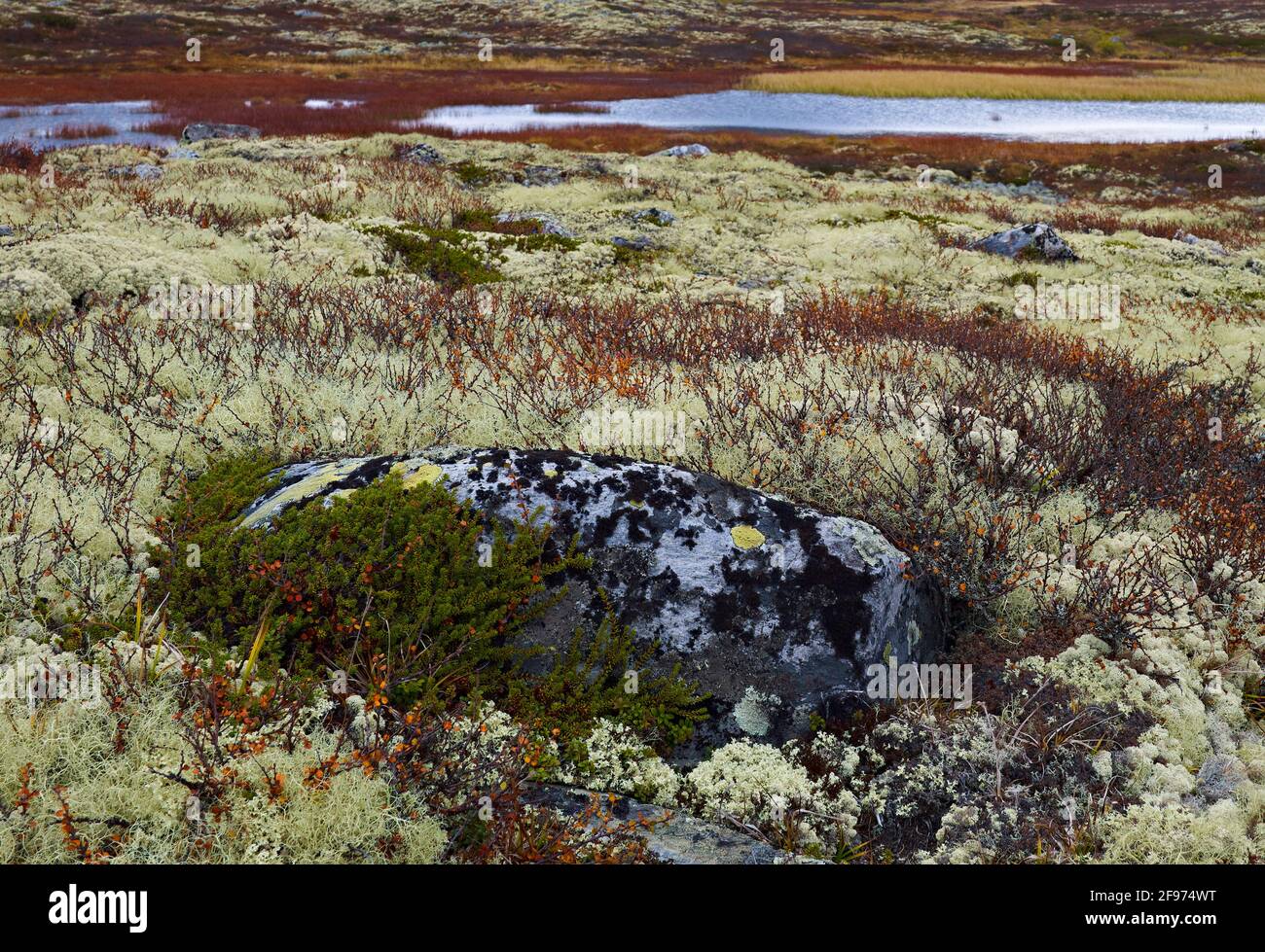 Europe, Norway, Oppland, Rondane National Park, stone between reindeer ...