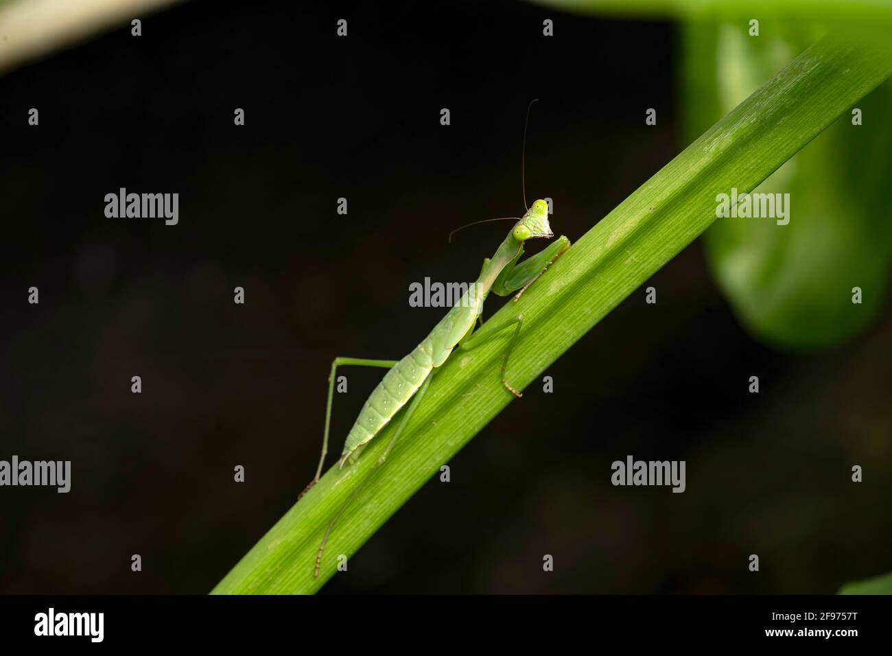 Juvenile Flag Mantis in Arusha, Tanzania Stock Photo - Alamy
