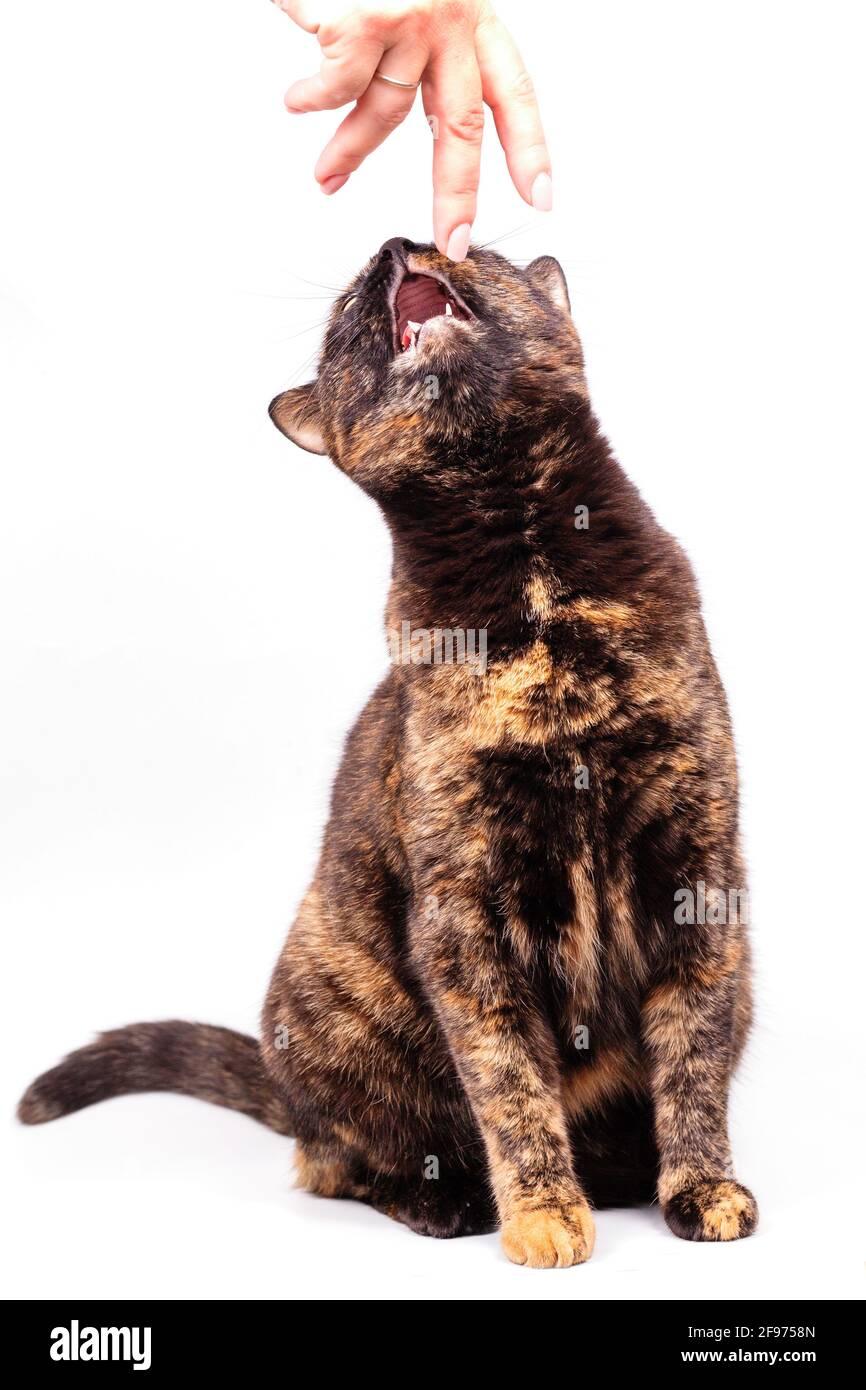 A mottled tortoiseshell cat sniffs the female hand of its owner. Close ...