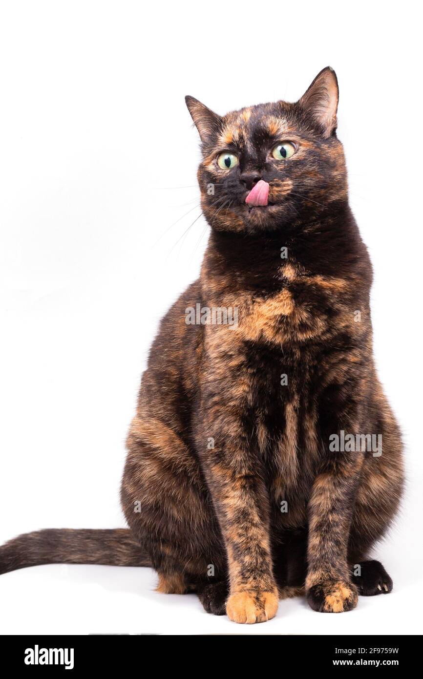 A mottled tortoiseshell cat sits and licks its pink tongue. Close-up ...