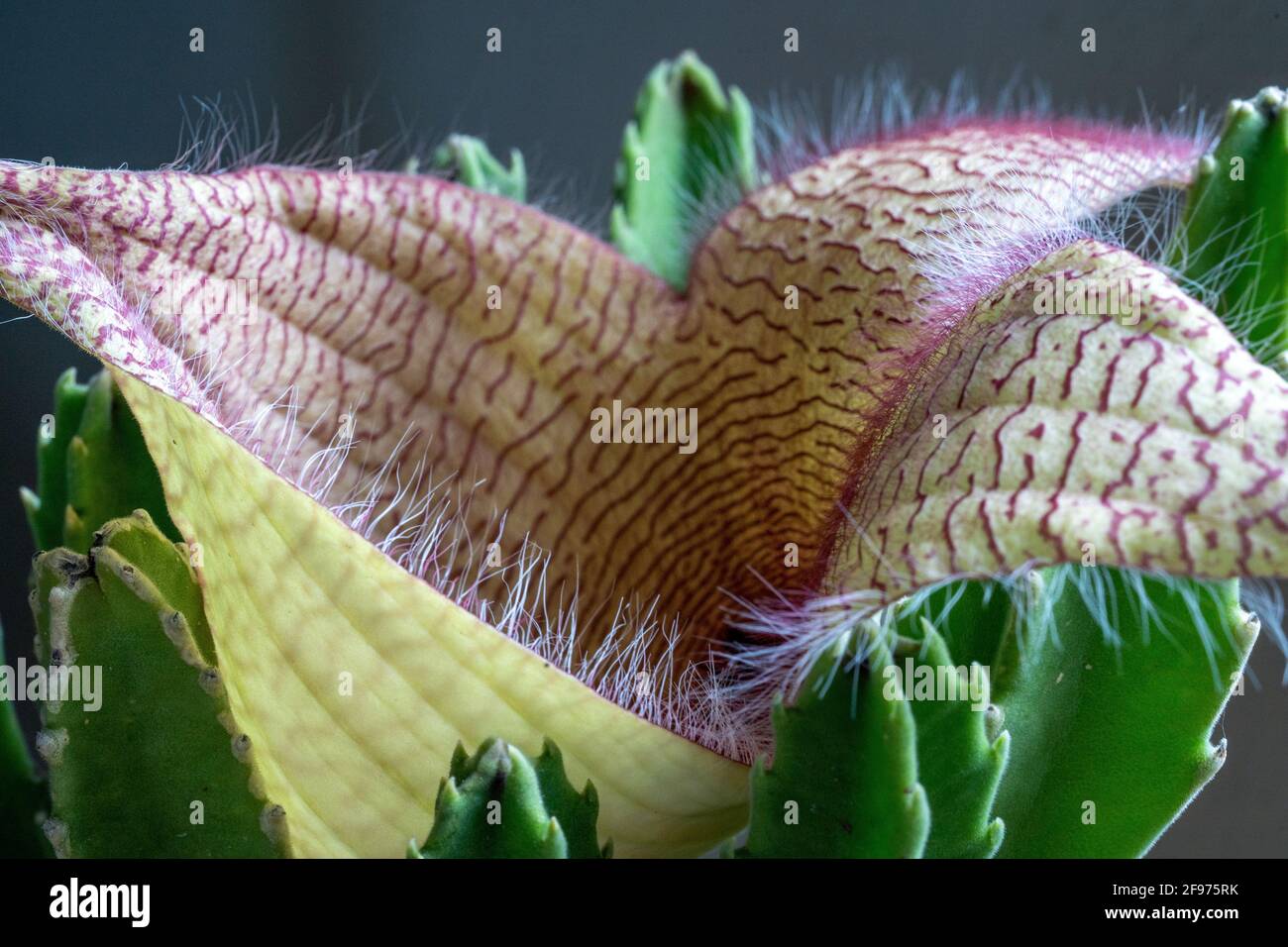 Closeup shot of Carrion Flower (Stapelia Gigantea), known globally as ...