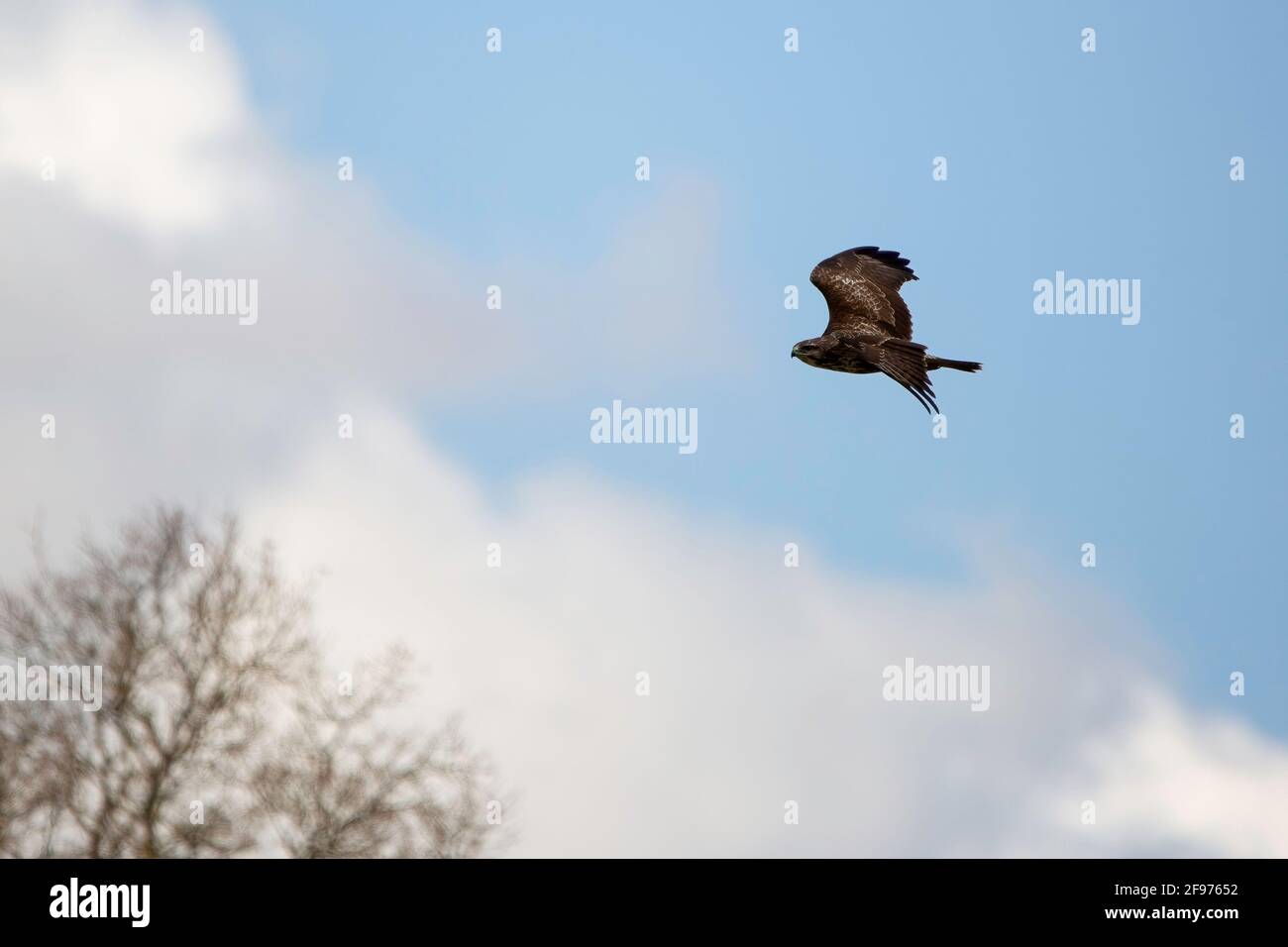 A Common Buzzard in flight Stock Photo - Alamy