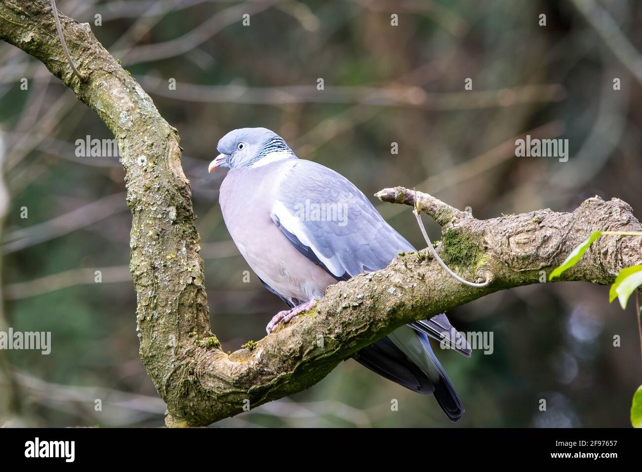 A wood pigeon perched on a tree branch Stock Photo - Alamy