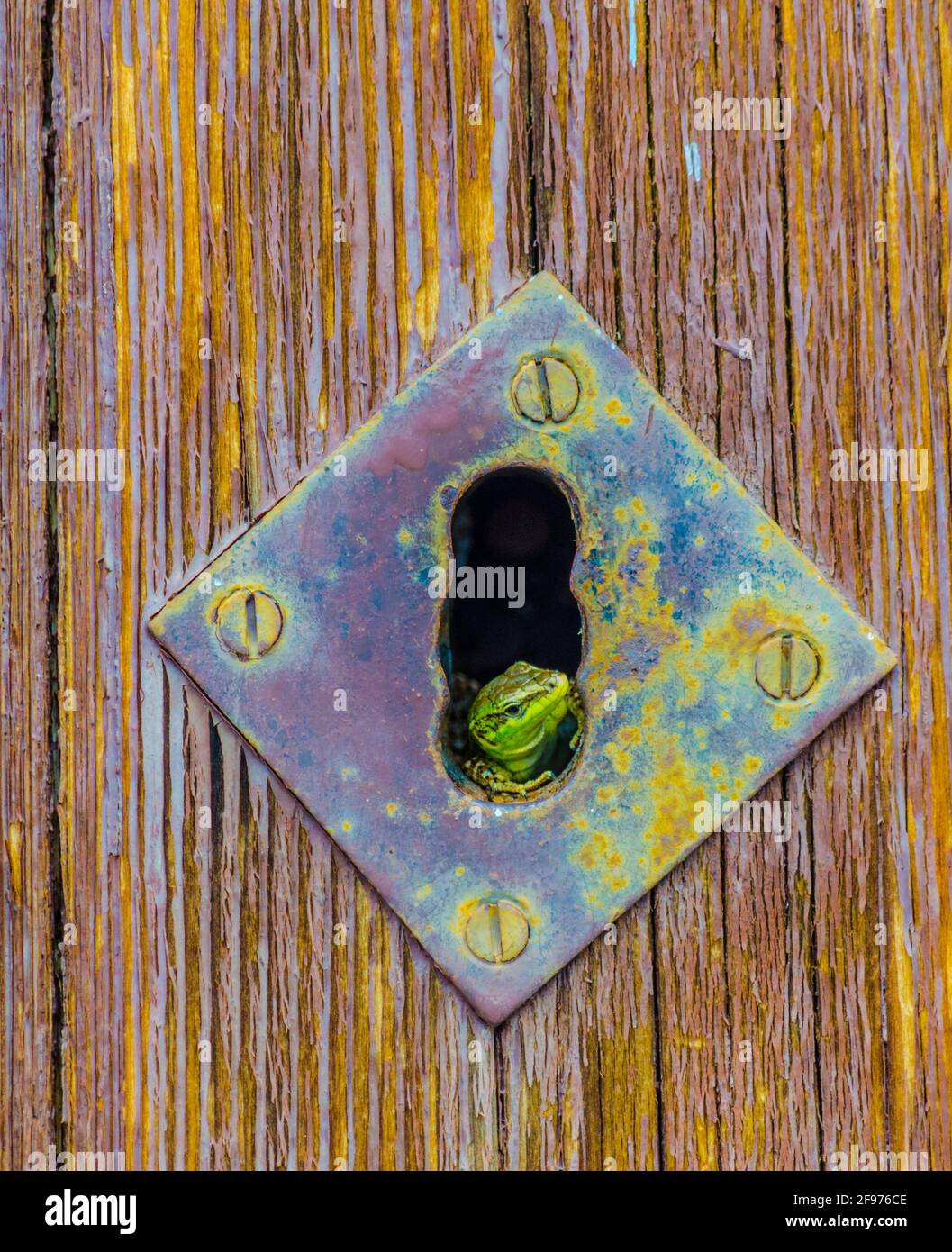 Small lizard on a keyhole of a wooden door Stock Photo - Alamy