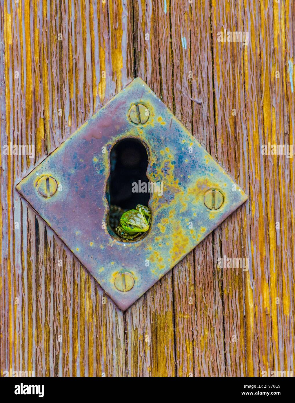 Small lizard on a keyhole of a wooden door Stock Photo - Alamy