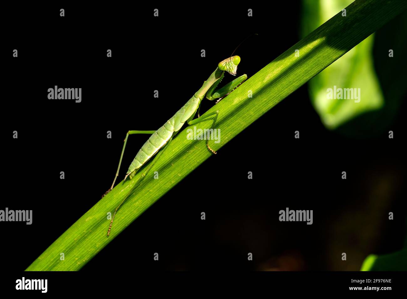 Mantis tanzania hi-res stock photography and images - Alamy